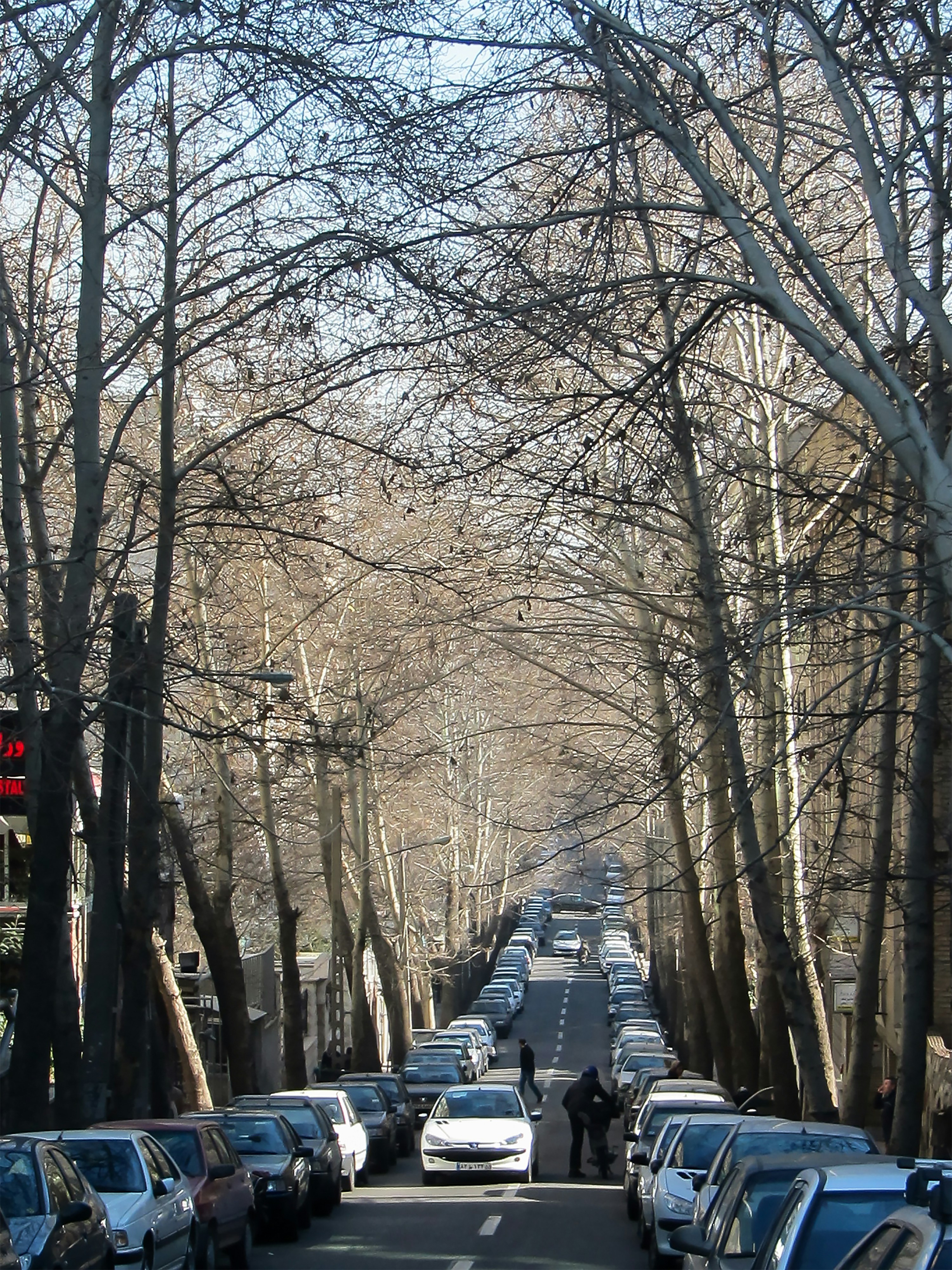 Tree-Canopy Avenue: Quiet Car Line Under Winter Branches