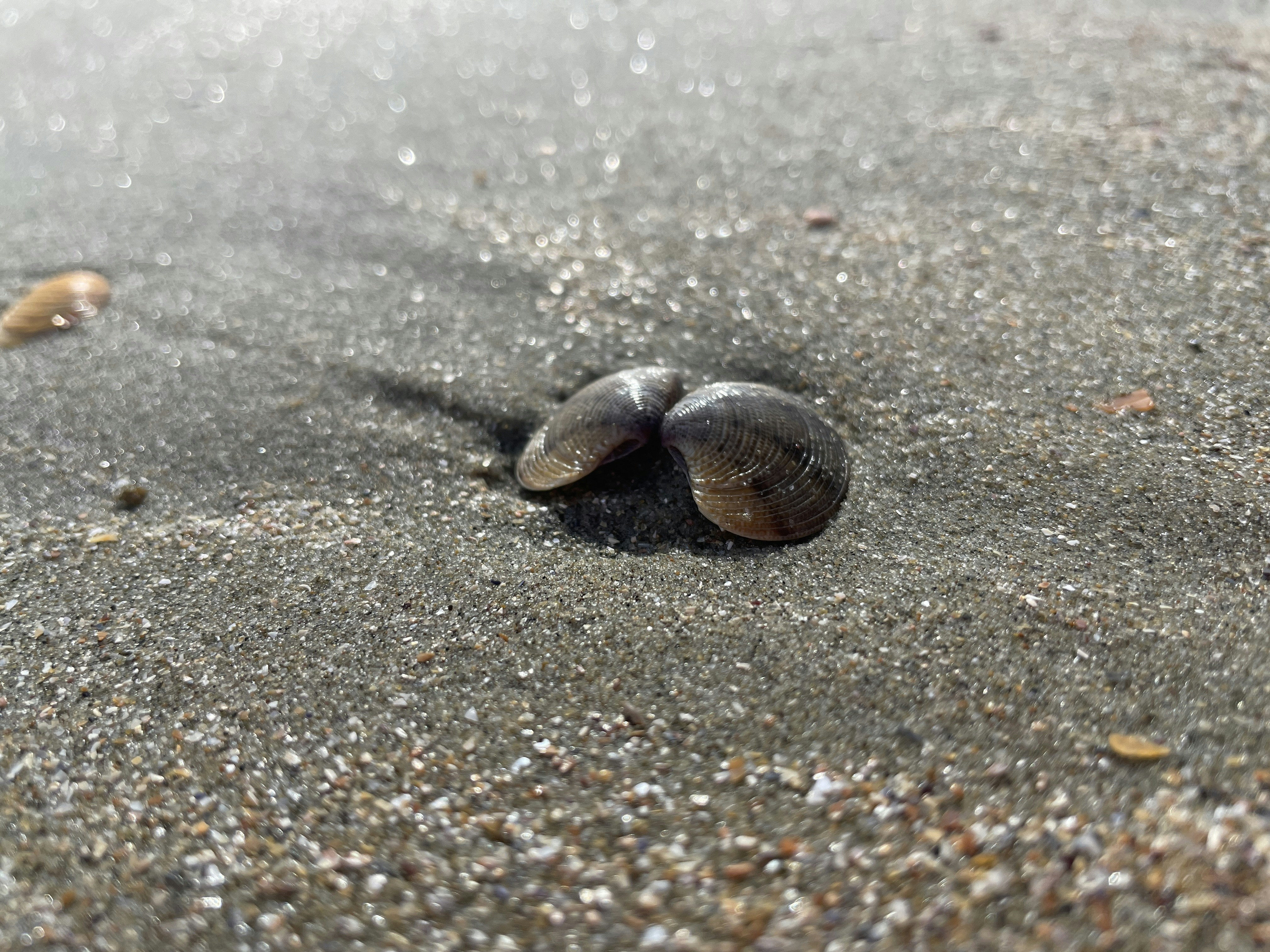 Two small shells nestled in wet sand on a beach, surrounded by gentle ripples and scattered pebbles.