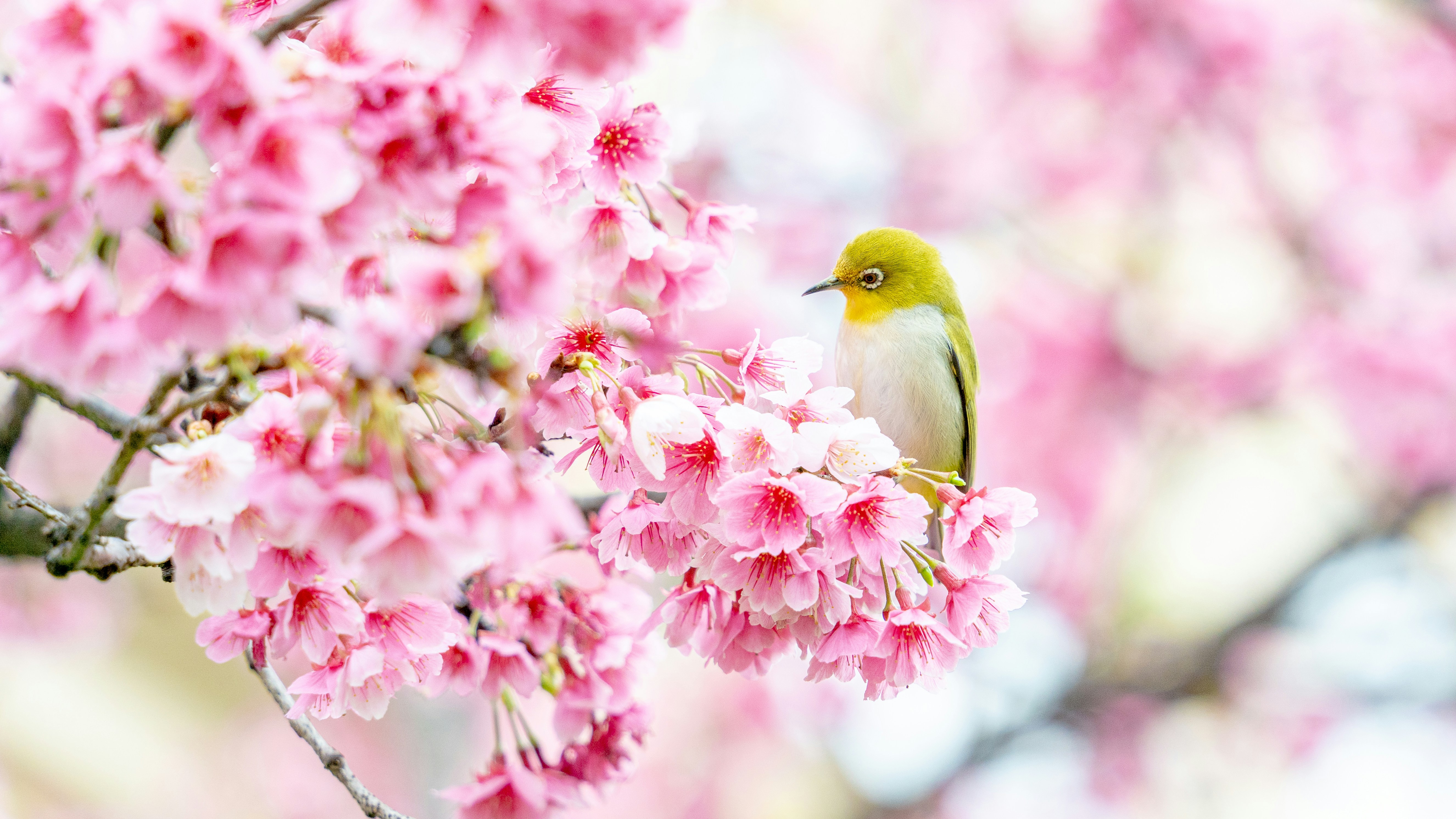 a bird sitting on a branch of a tree with pink flowersWinston Chen