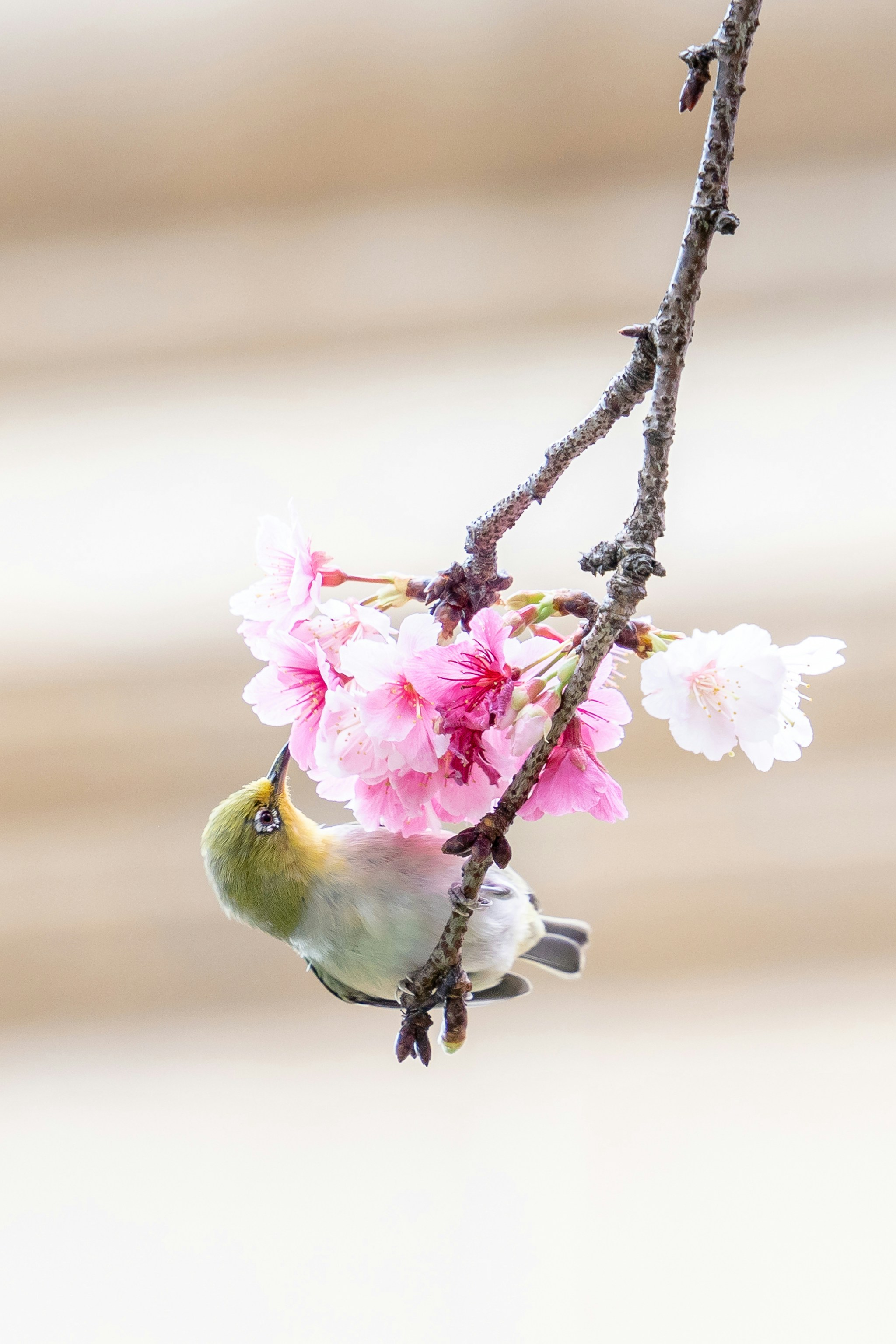 Verdant Songbird on a Cherry Blossom Pendulum