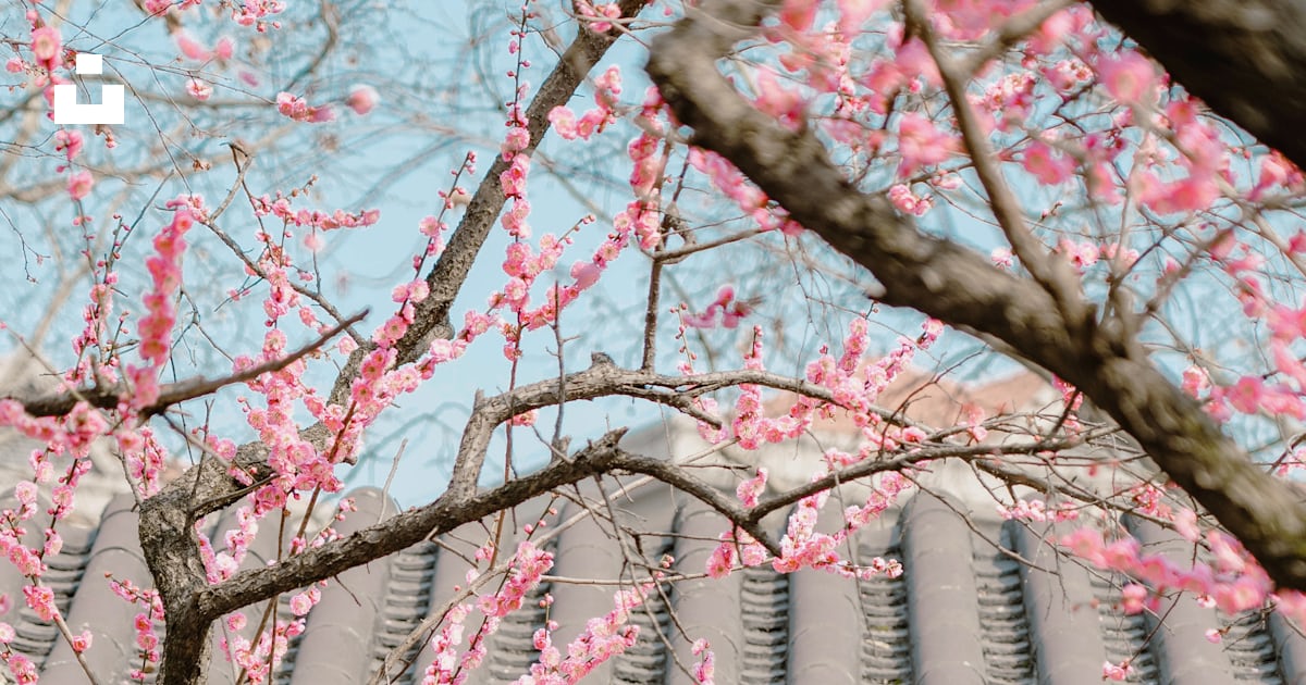 建物の前にピンクの花が咲く木の写真 Unsplashの無料窓写真