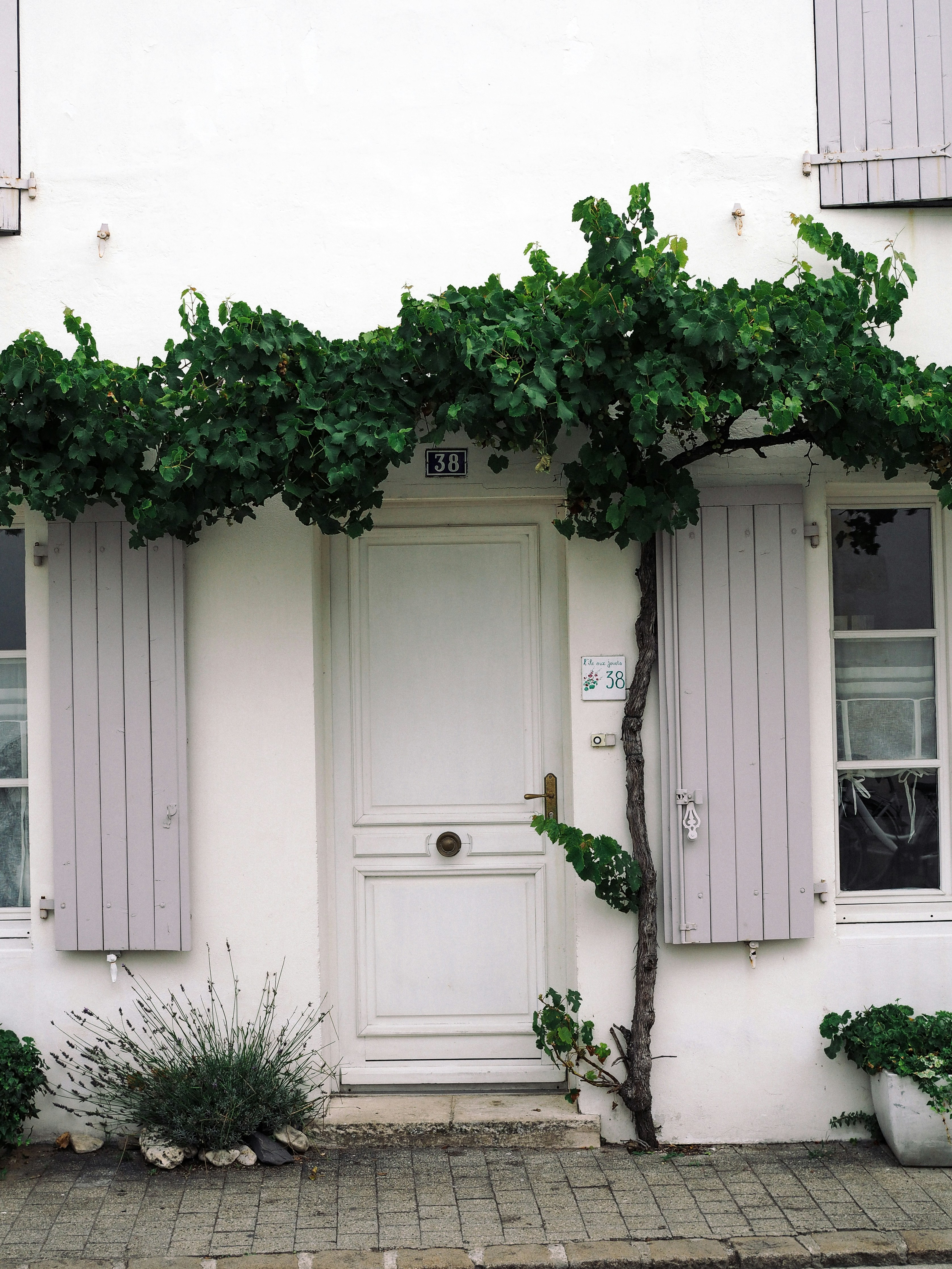 Ivy-Arch Doorway Framed by Lavender Shutters