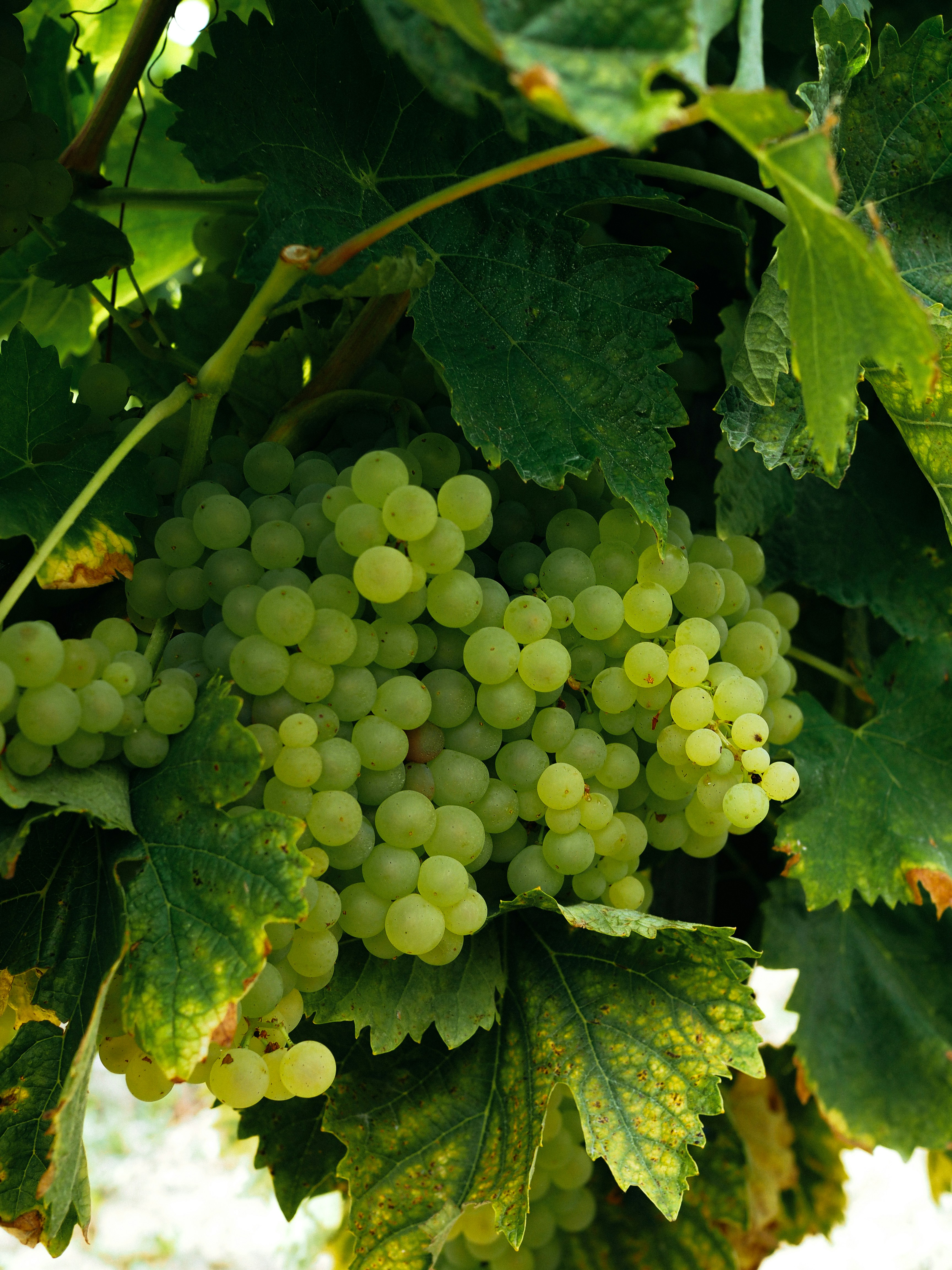 Foto zum Thema Eine Traube grüner Trauben, die an einer Rebe hängen ...