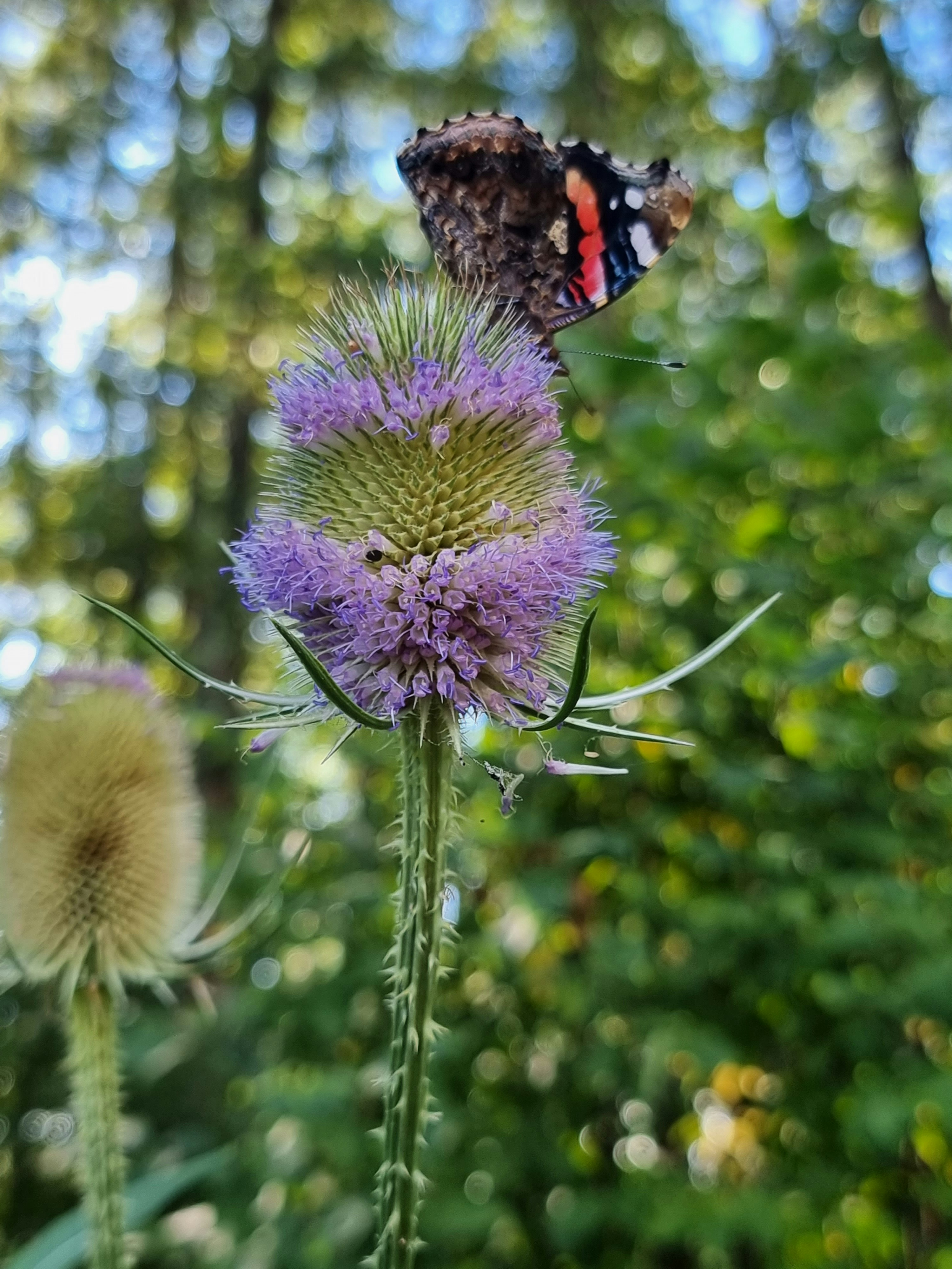 Red Admiral on a Violet Thistle: A Quiet Garden Micro-Moment
