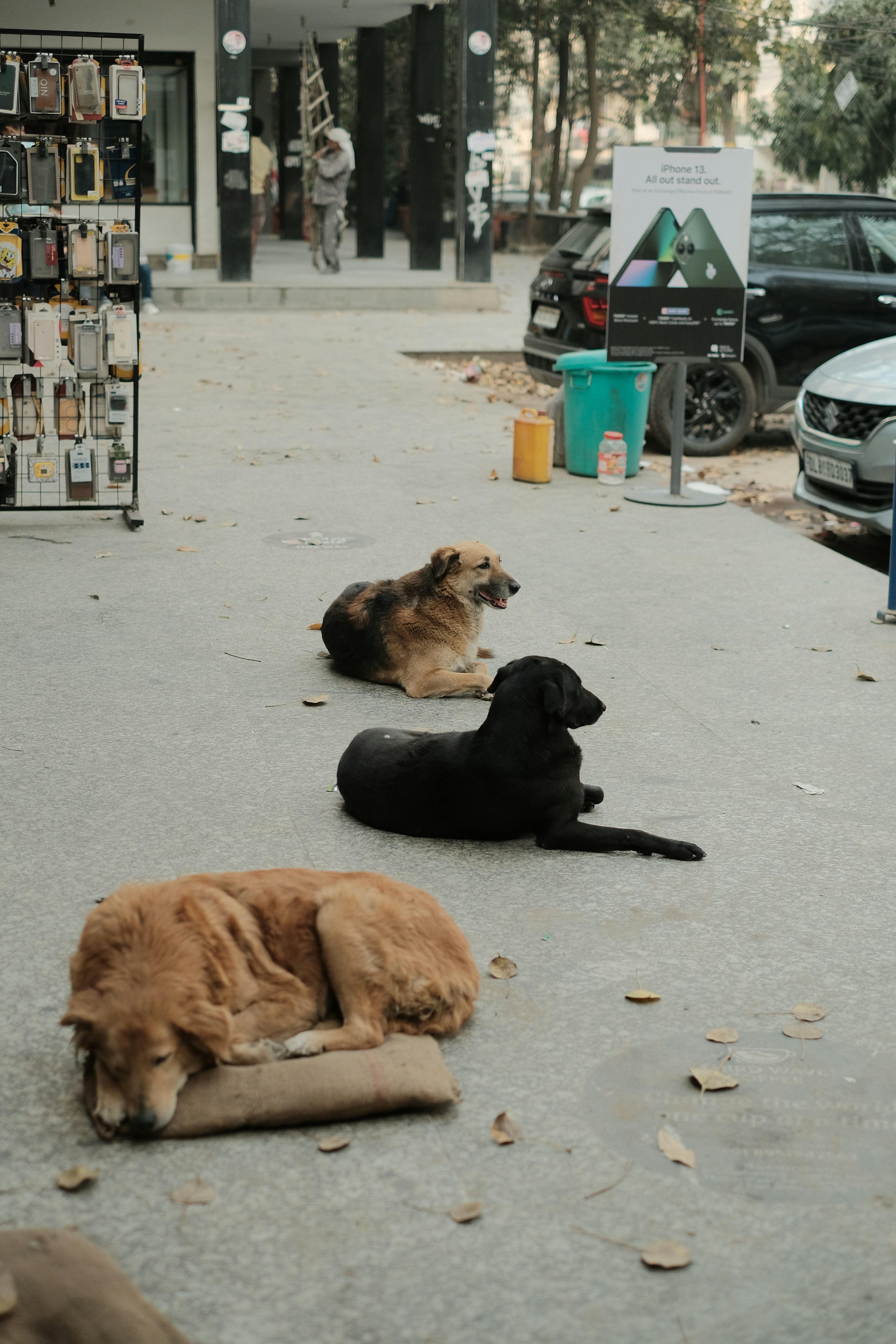 Three dogs lounging peacefully on a concrete sidewalk amidst urban activity, with a shop display and a passerby in the background.
