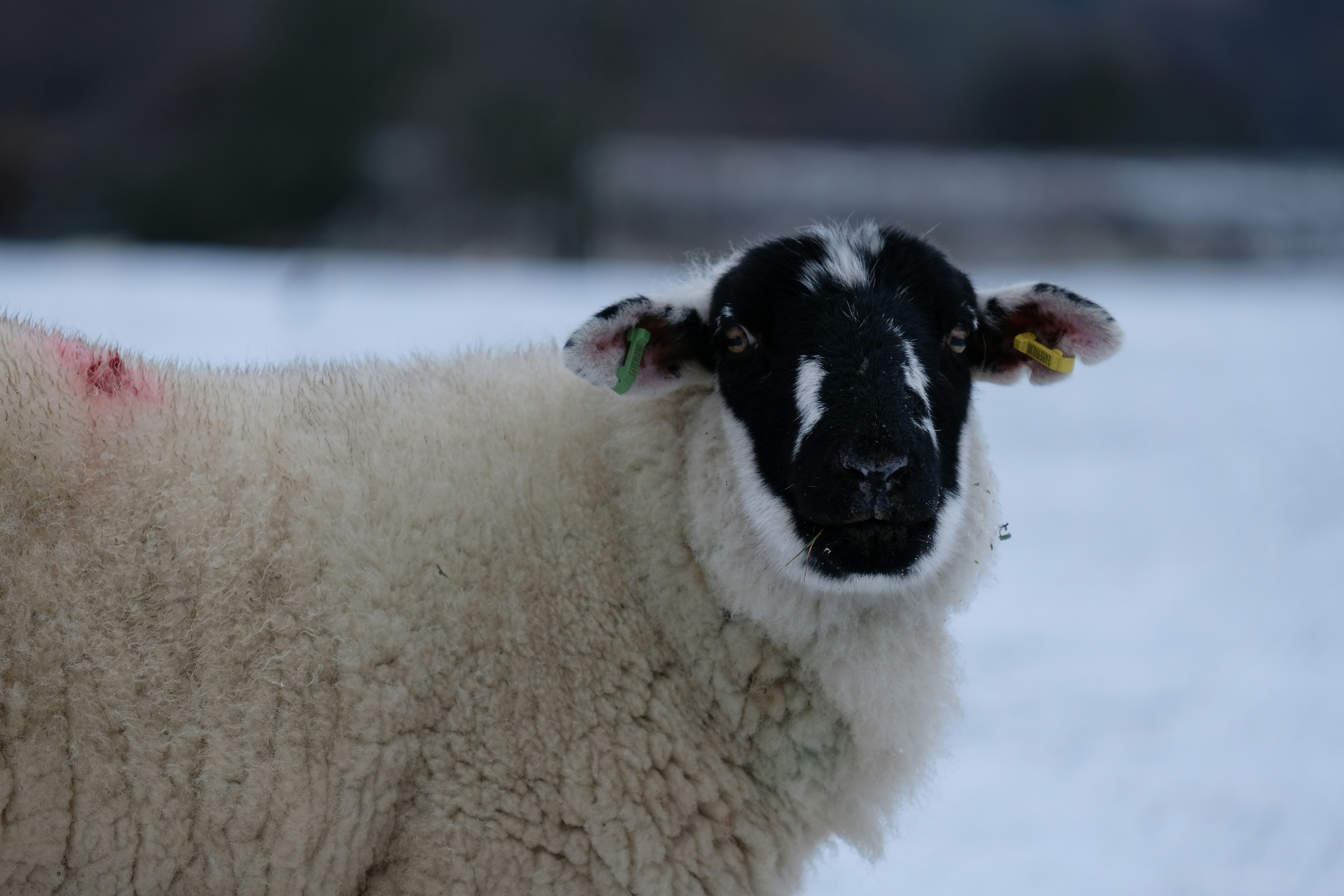 Snowbound Gaze: A Woolly Portrait in Winter Light