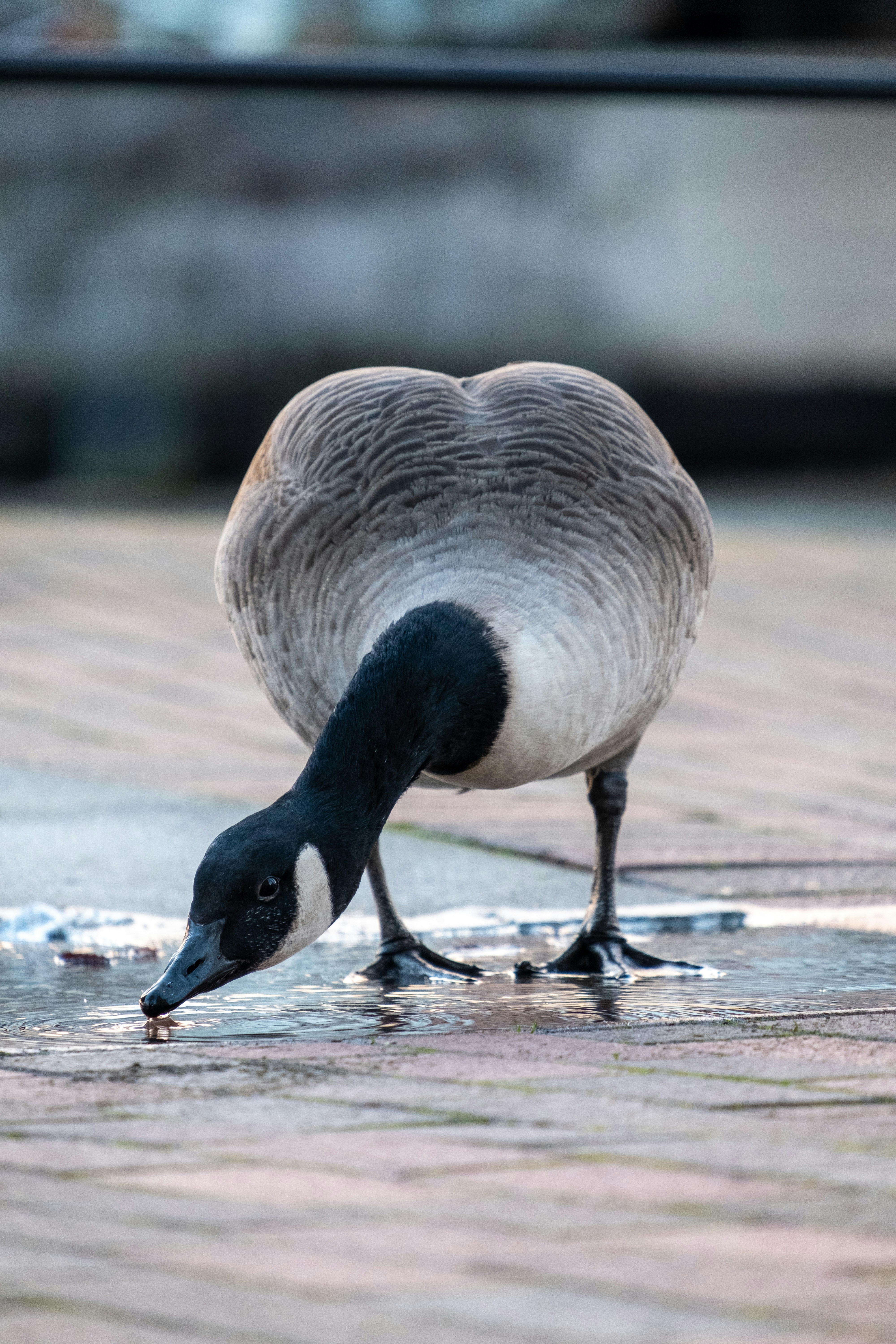 A Closer Look at Nature's Forager