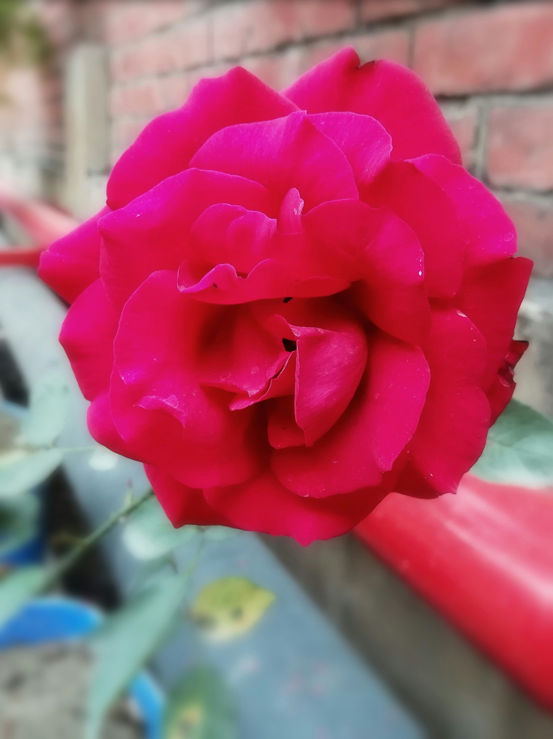Crimson Bloom: Close-Cropped Rose Against a Weathered Wall