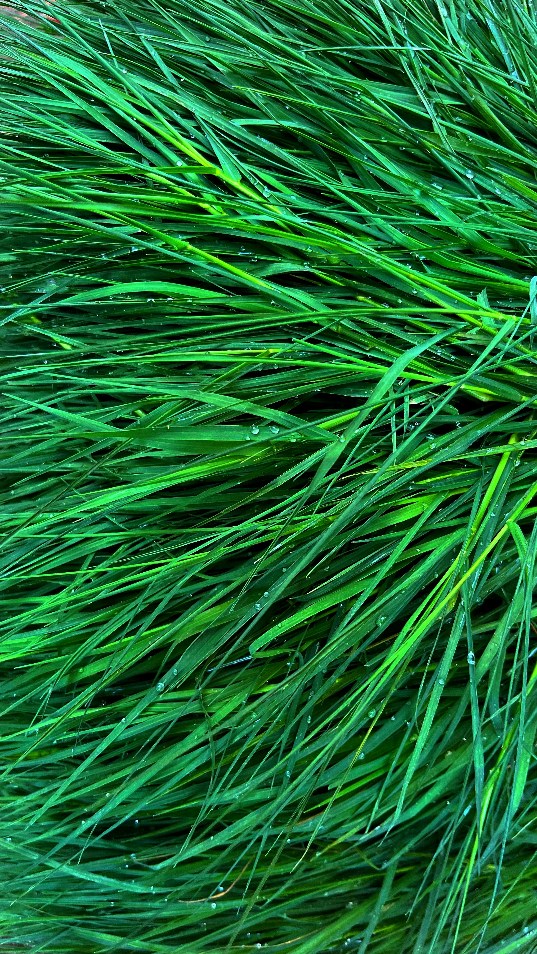Dew-Kissed Emerald Tangled Blades
