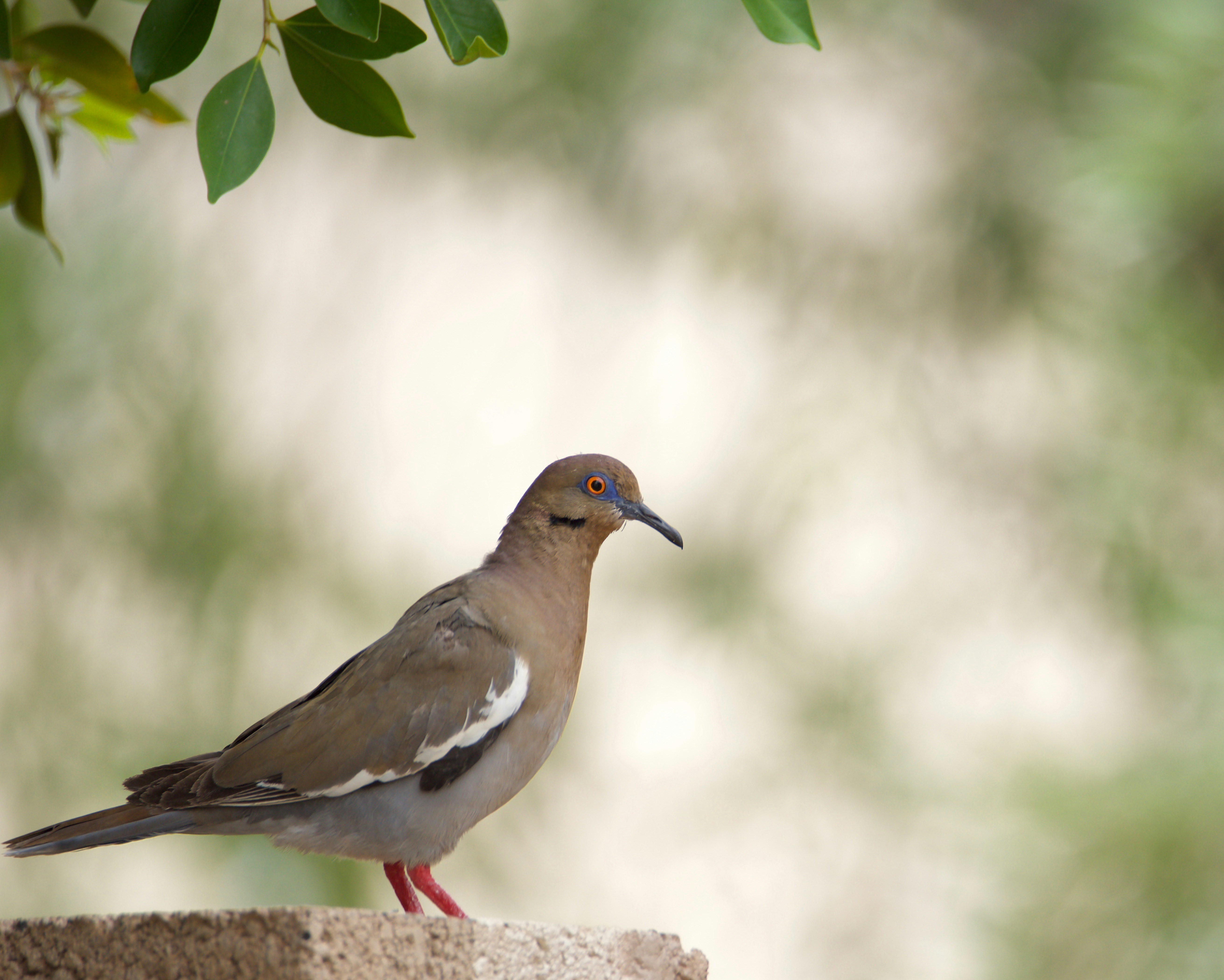 Mourning Dove on a Sunlit Concrete Ledge