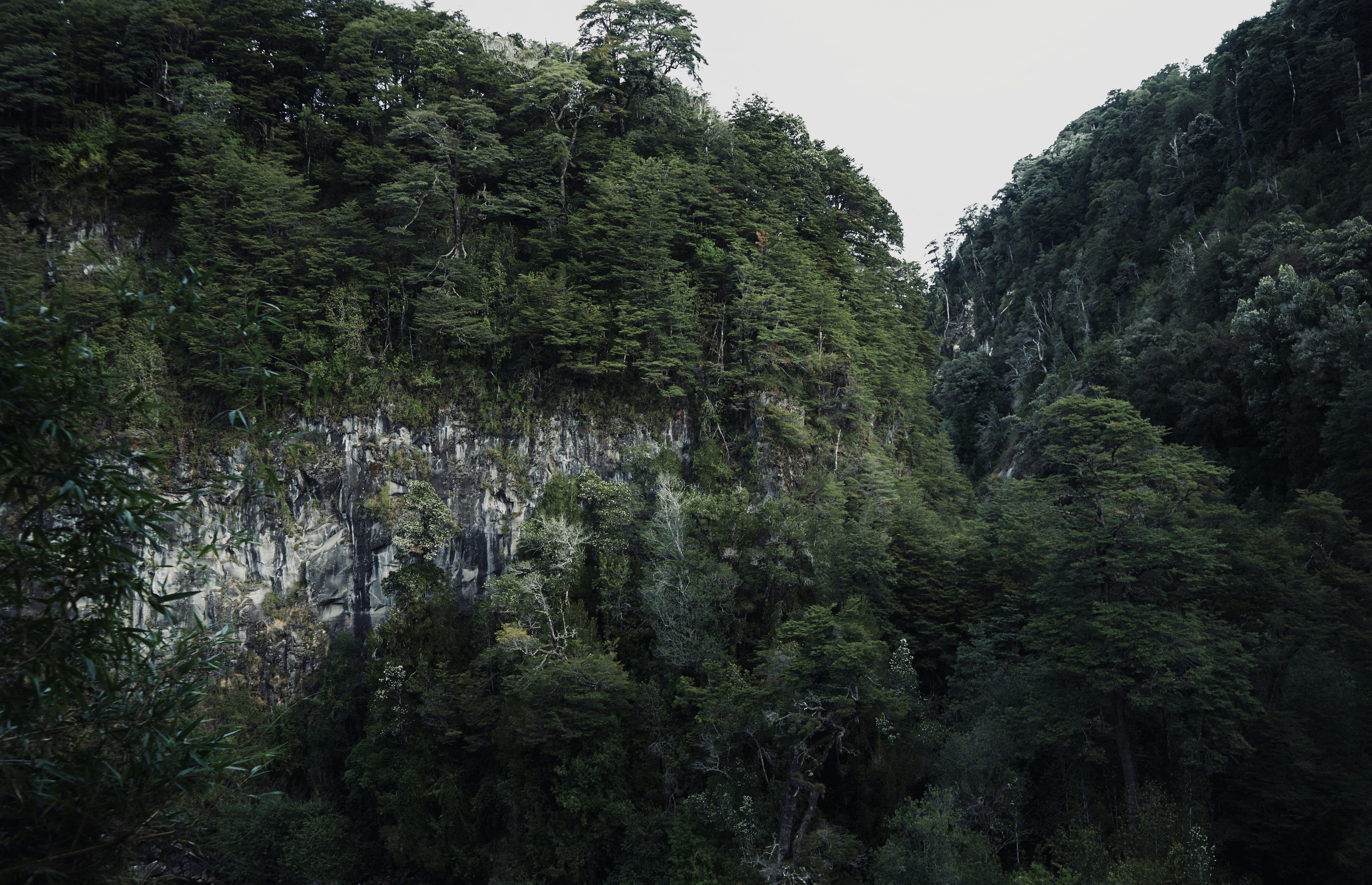 Verdant Escarpment: Nature's Untamed Wall