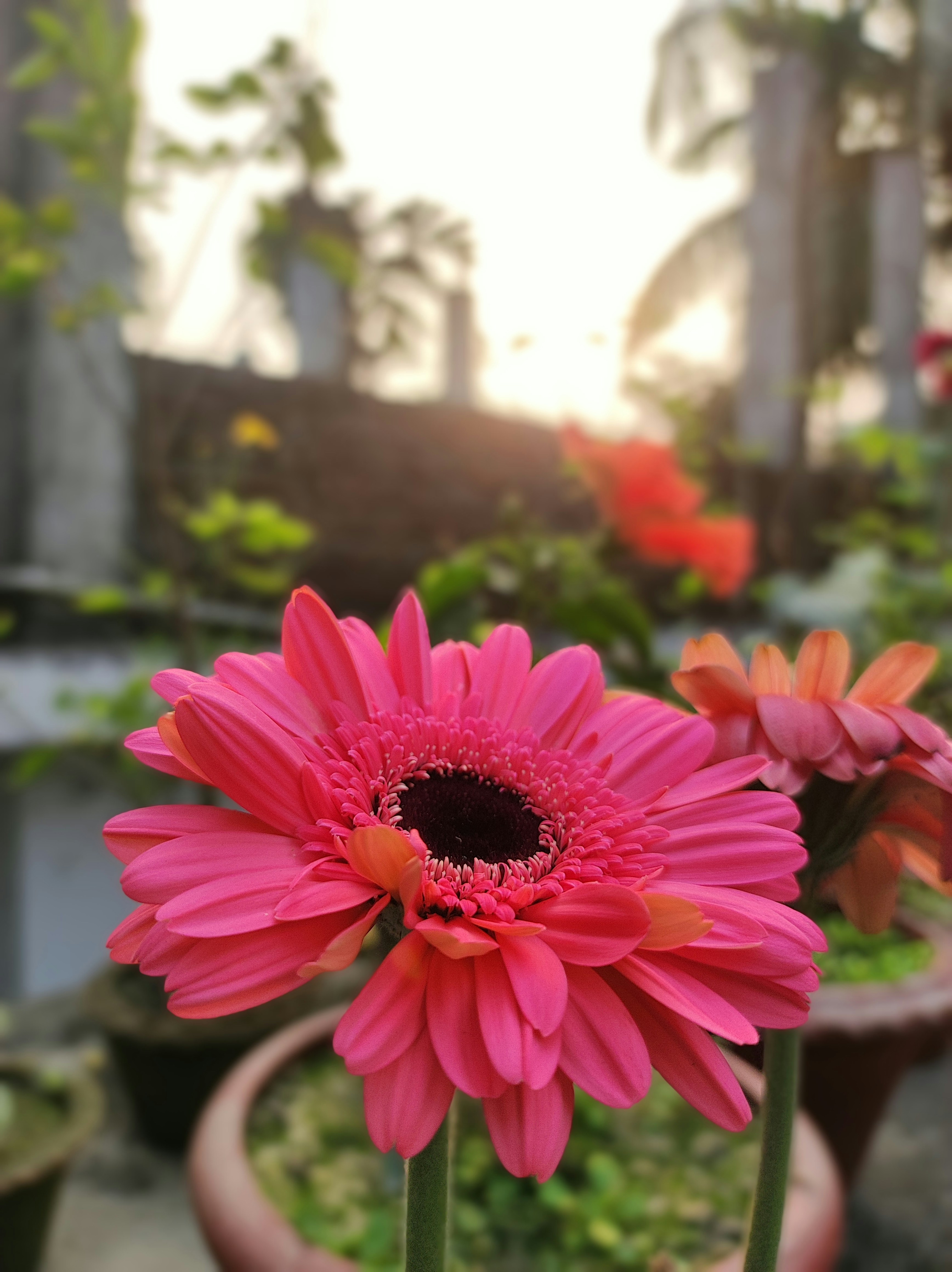 Vibrant pink gerbera daisies stand tall against a softly blurred background, illuminated by the warm hues of a setting sun.