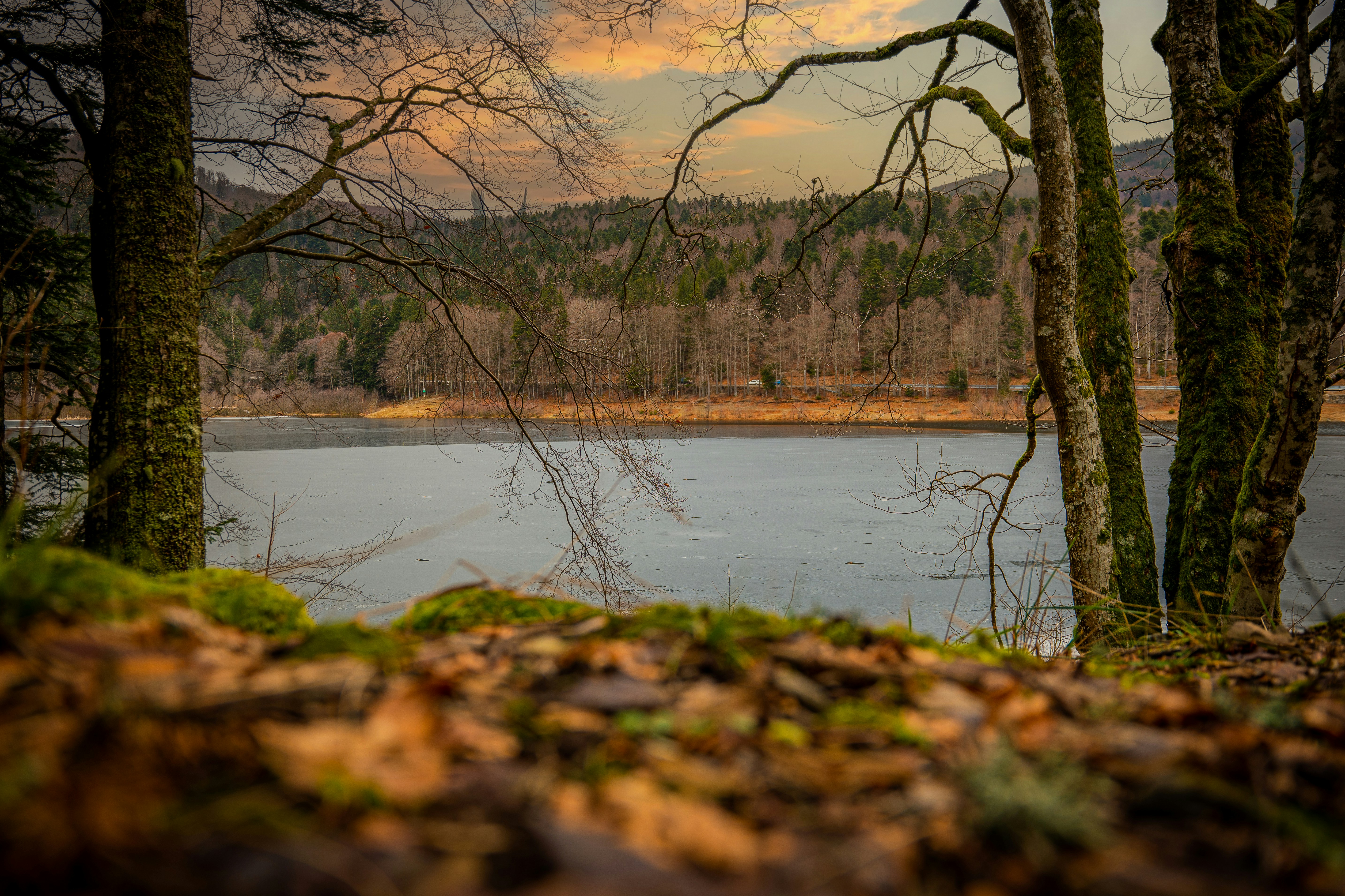 A body of water surrounded by trees and grass photo – Free Lac de la ...