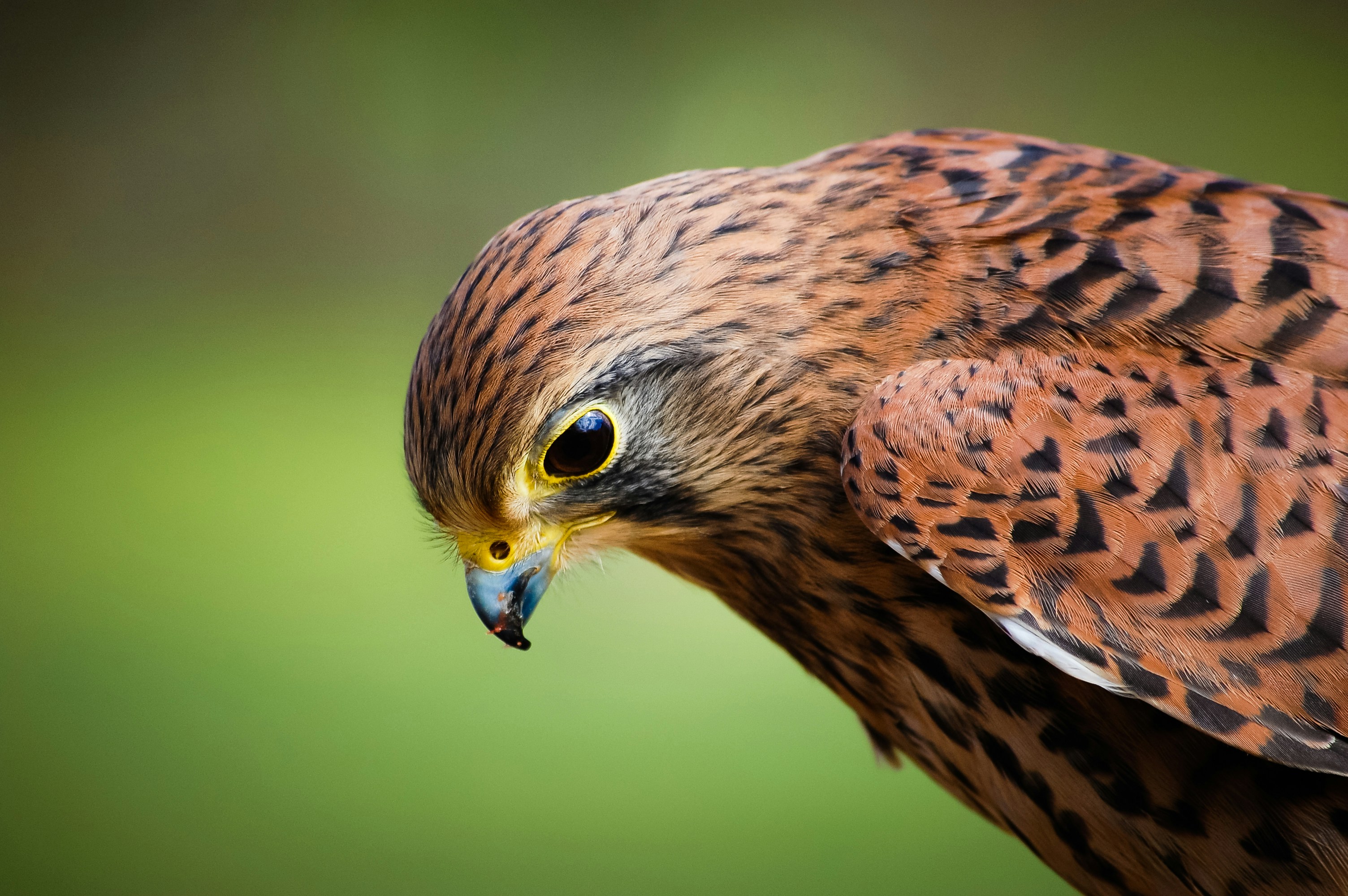 Kestrel