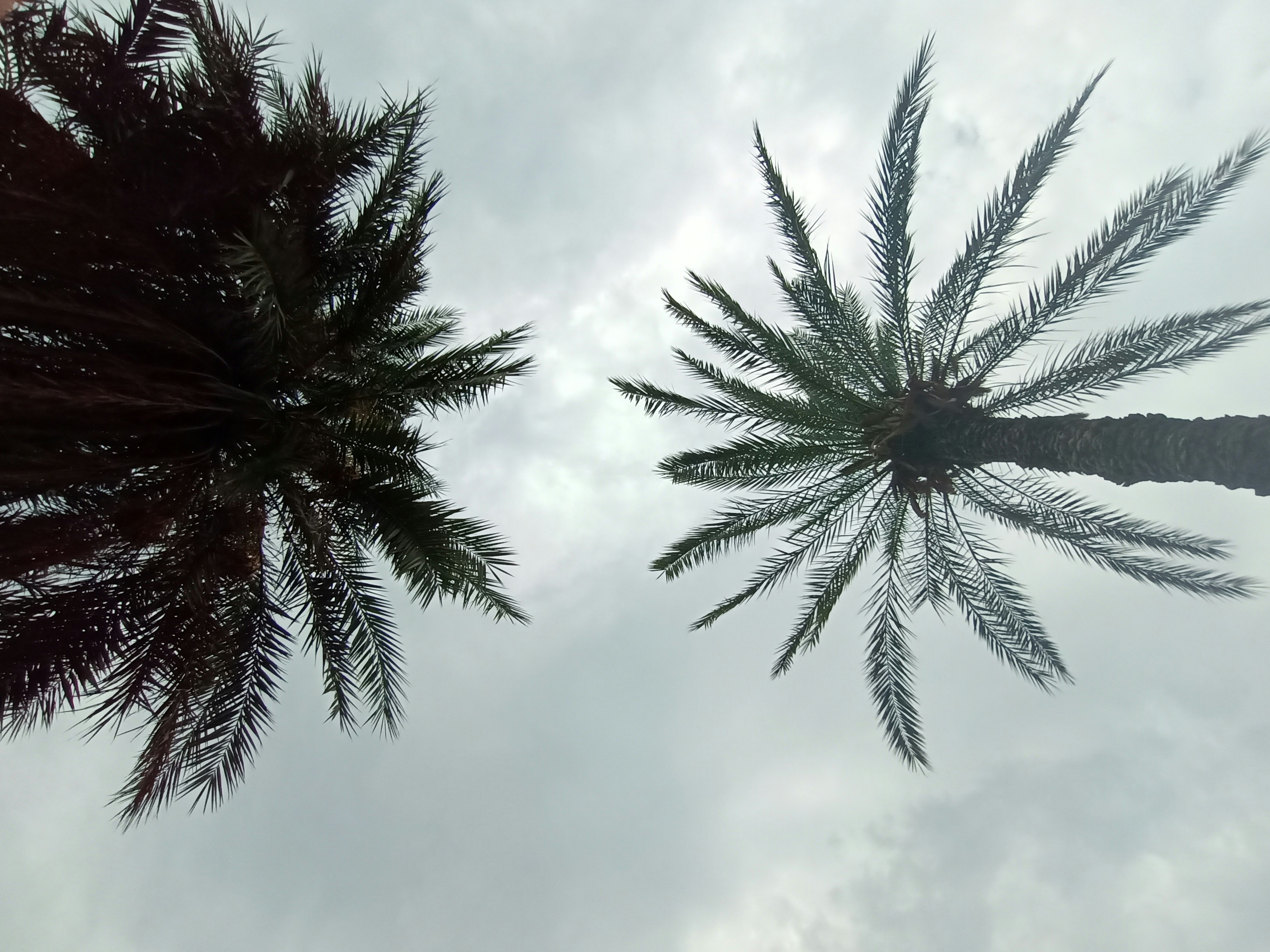 Two palm trees frame a cloudy sky, creating a stark vertical balance in a wide-angle photograph.