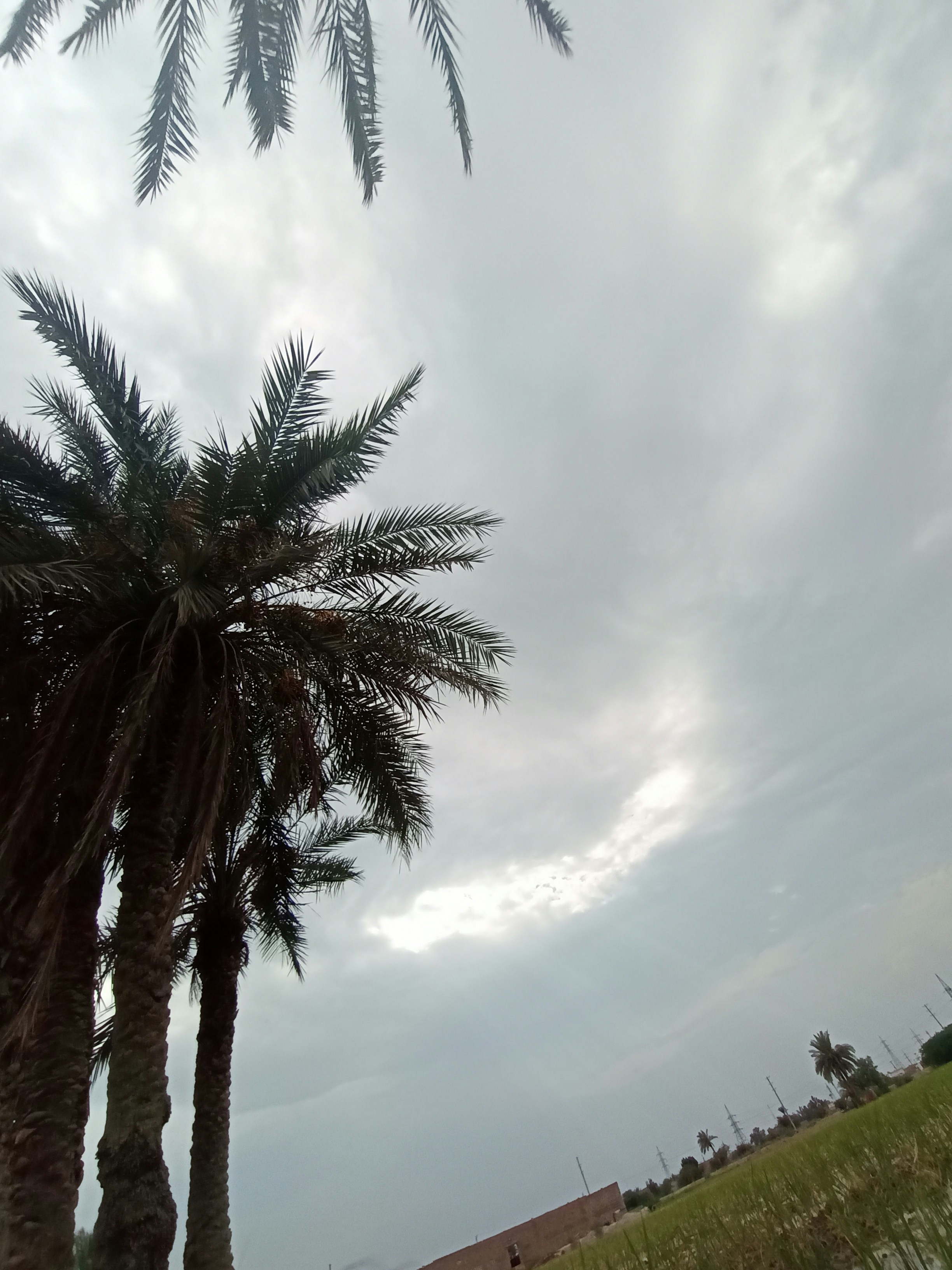 Palm trees frame a muted, cloudy sky over a grassy field; a calm rural scene captured in natural light.