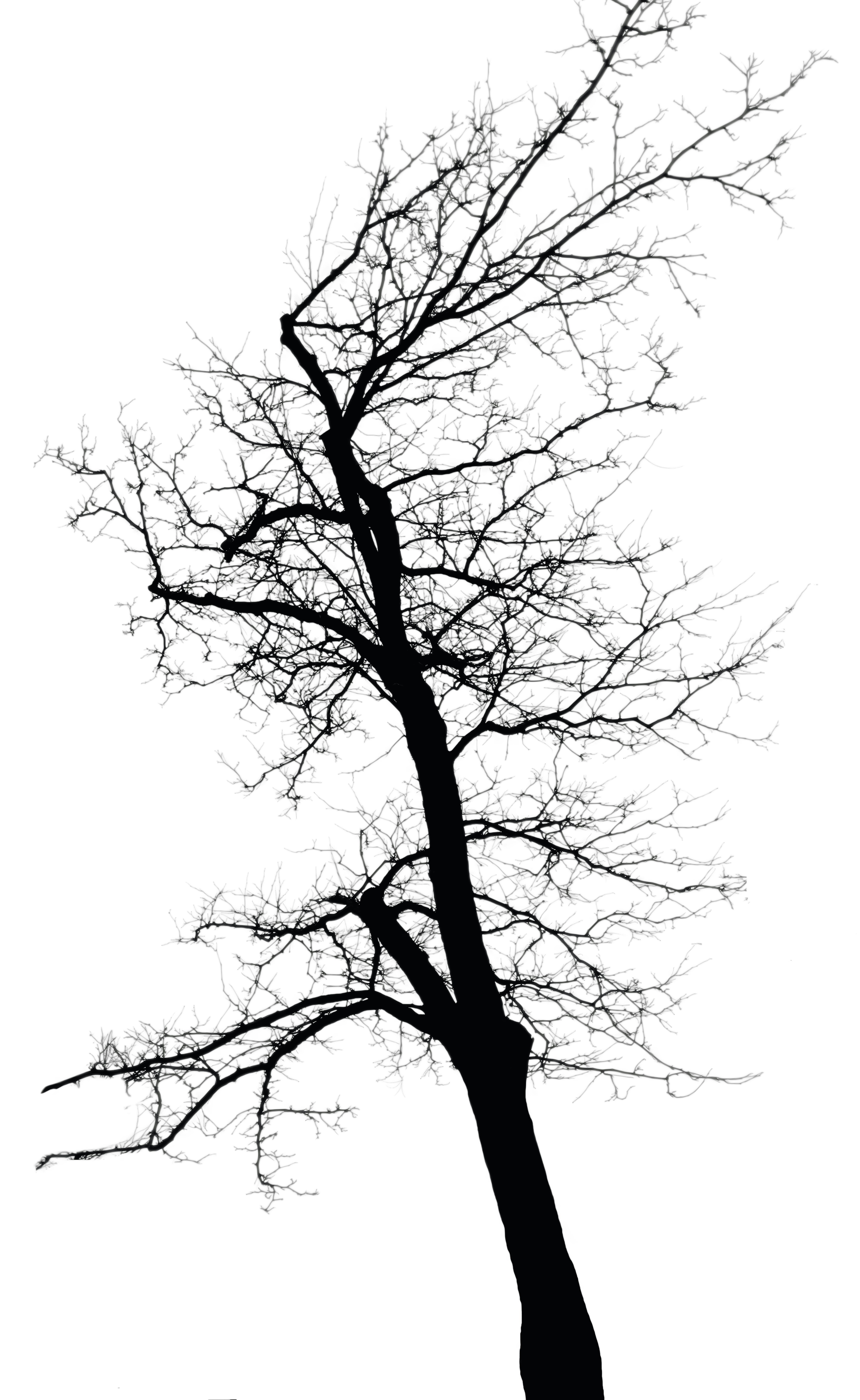 A black and white photo of a tree without leaves photo – Free Tree ...
