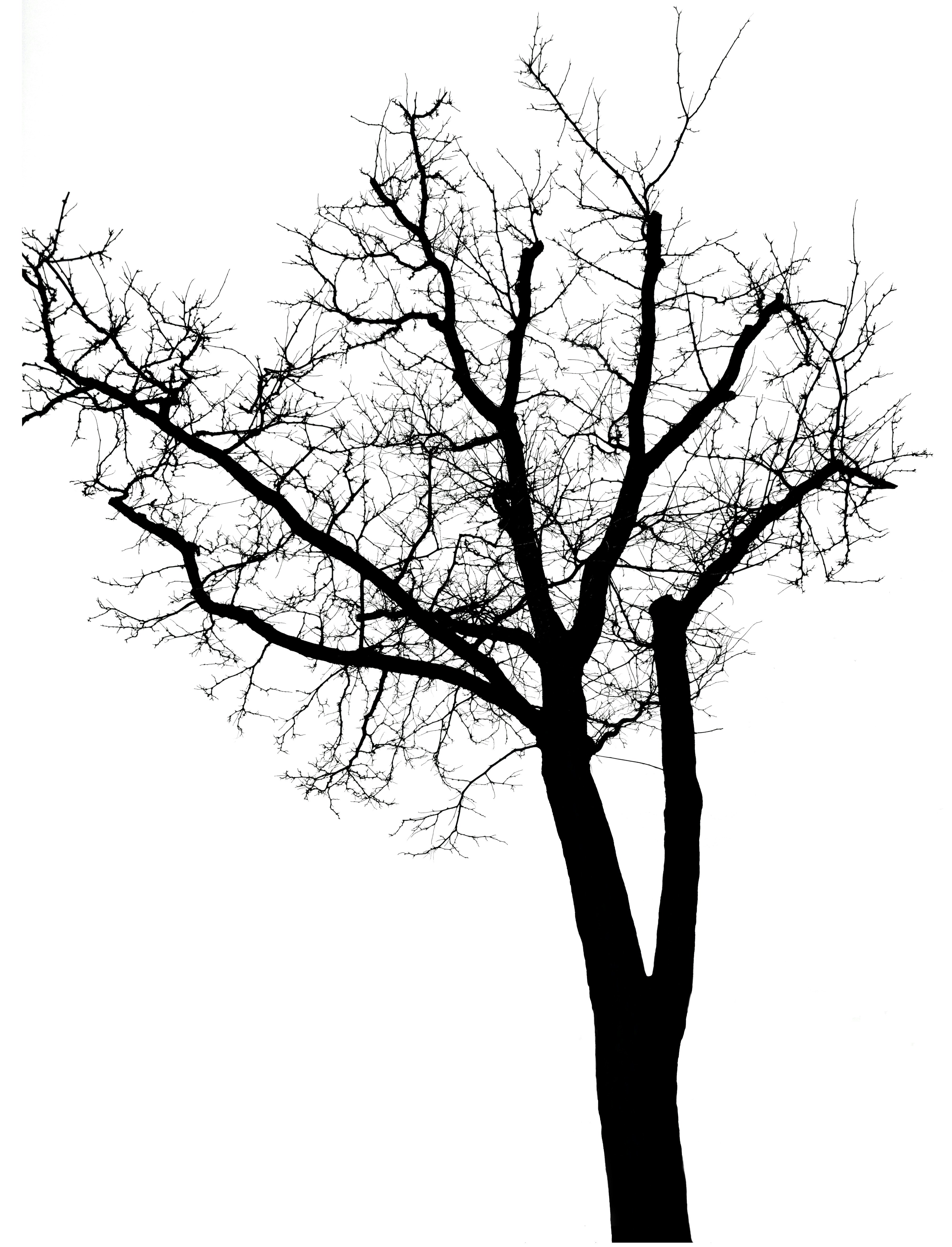 A black and white photo of a tree without leaves photo – Free Tree ...