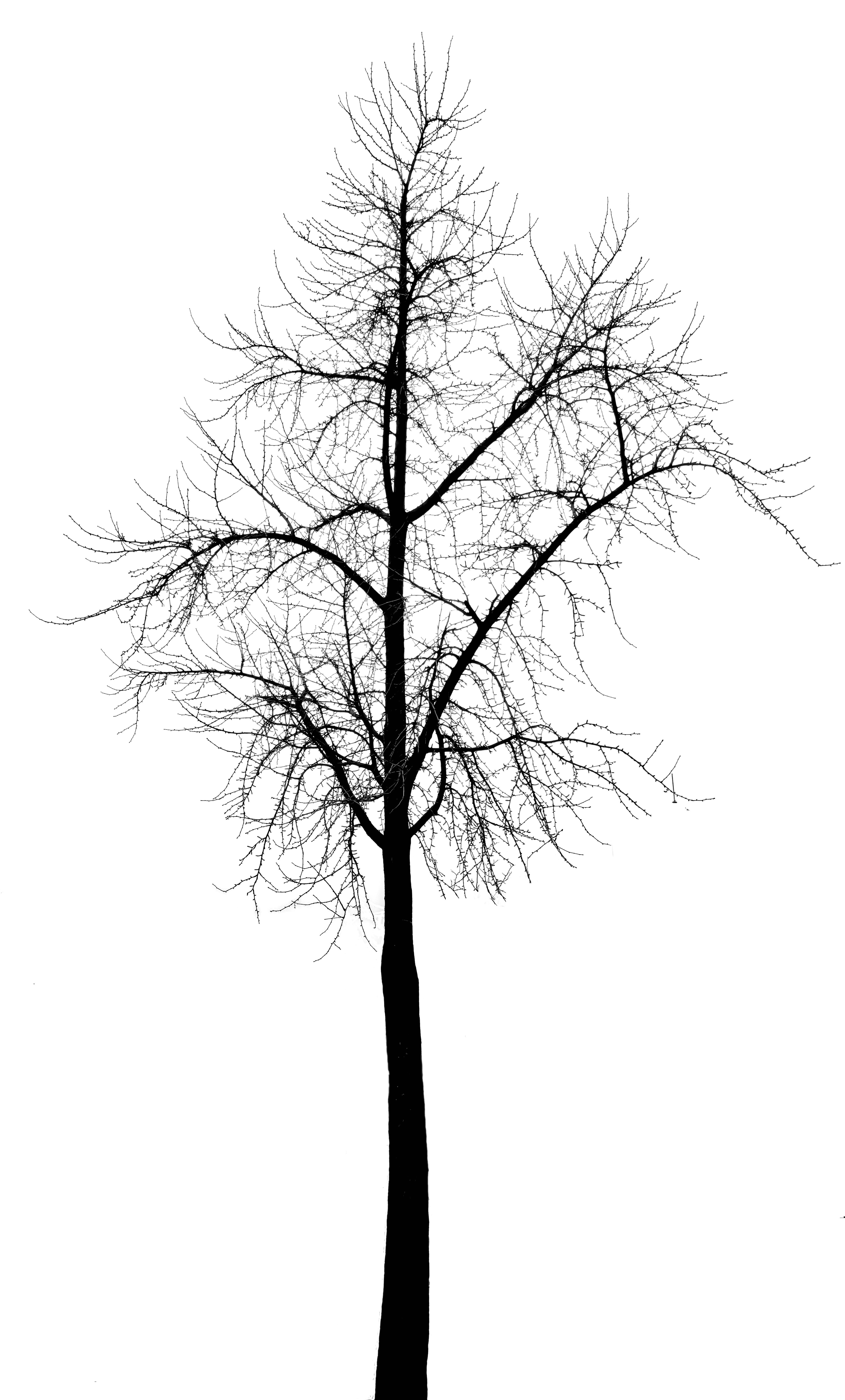 Sample photo from Motorola Moto G Stylus