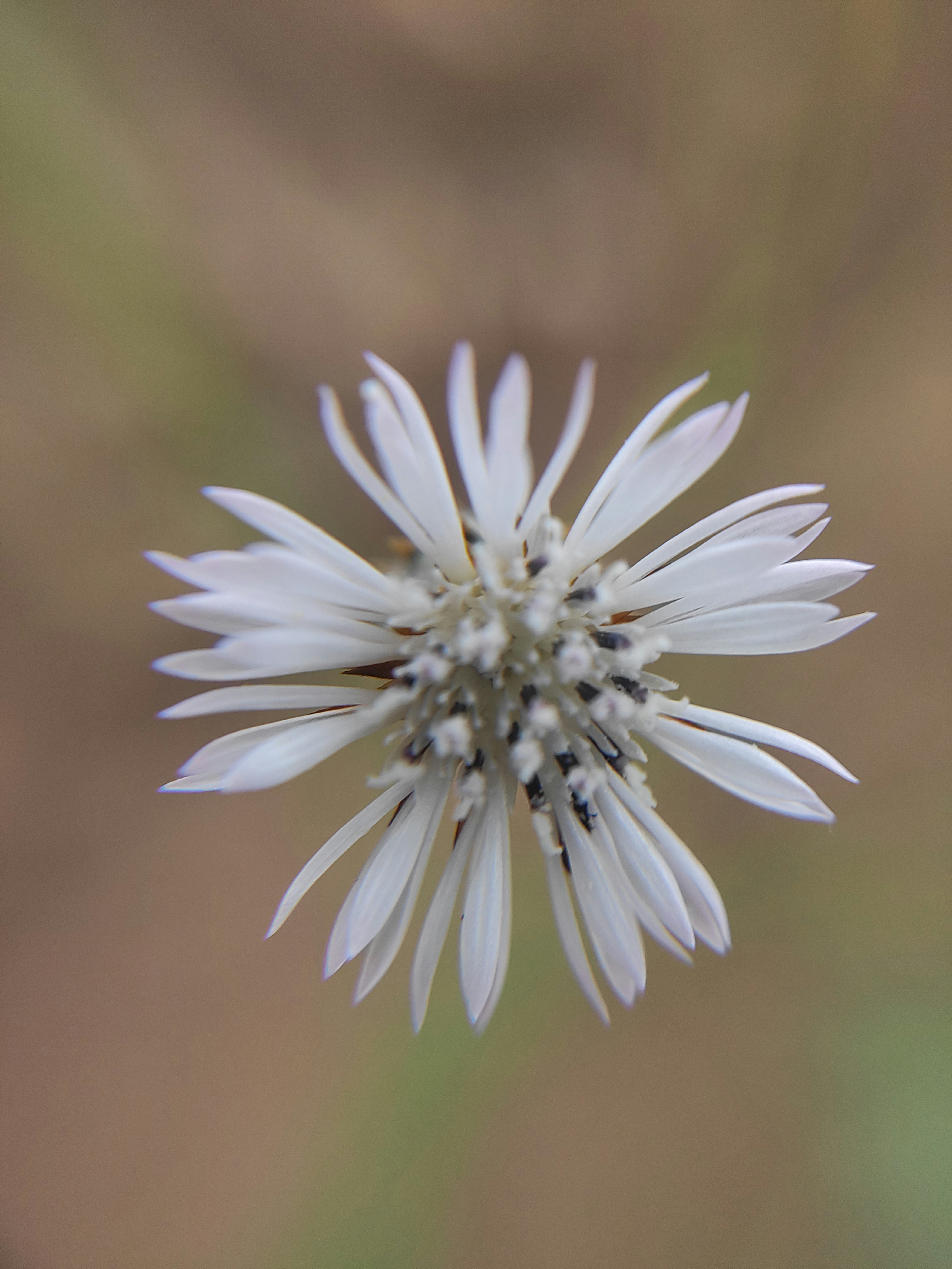 Petal Crown: A White Bloom in Soft Focus