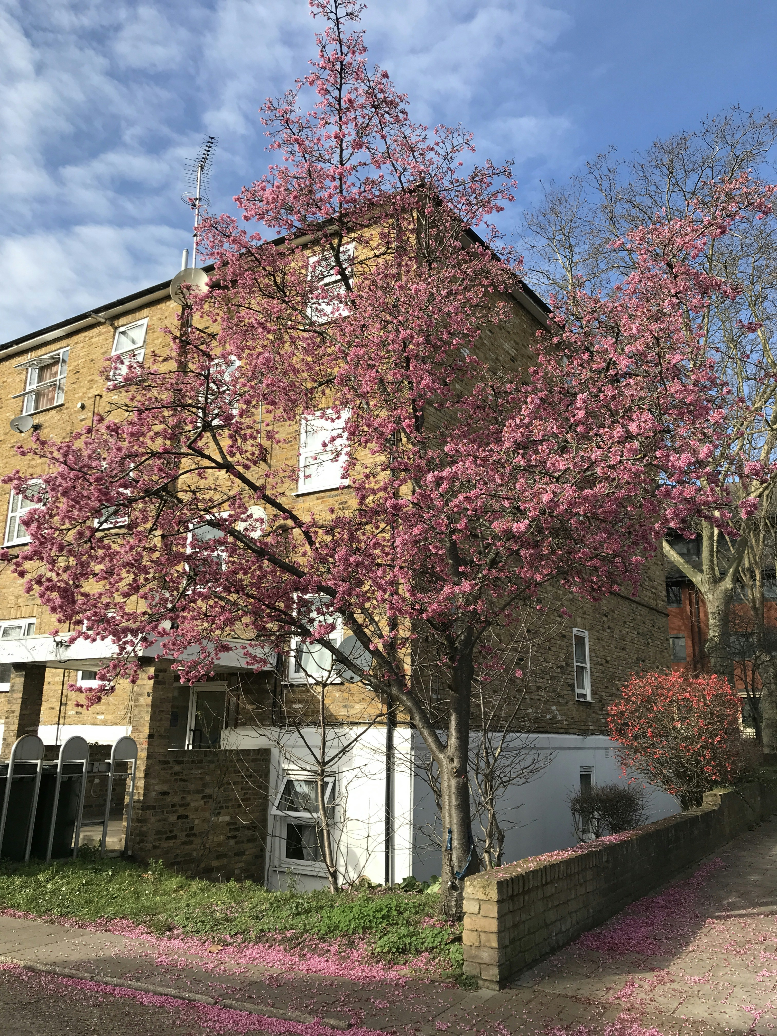 Pink Blossom Streetfront: A Brick House Framed by Spring Cherry