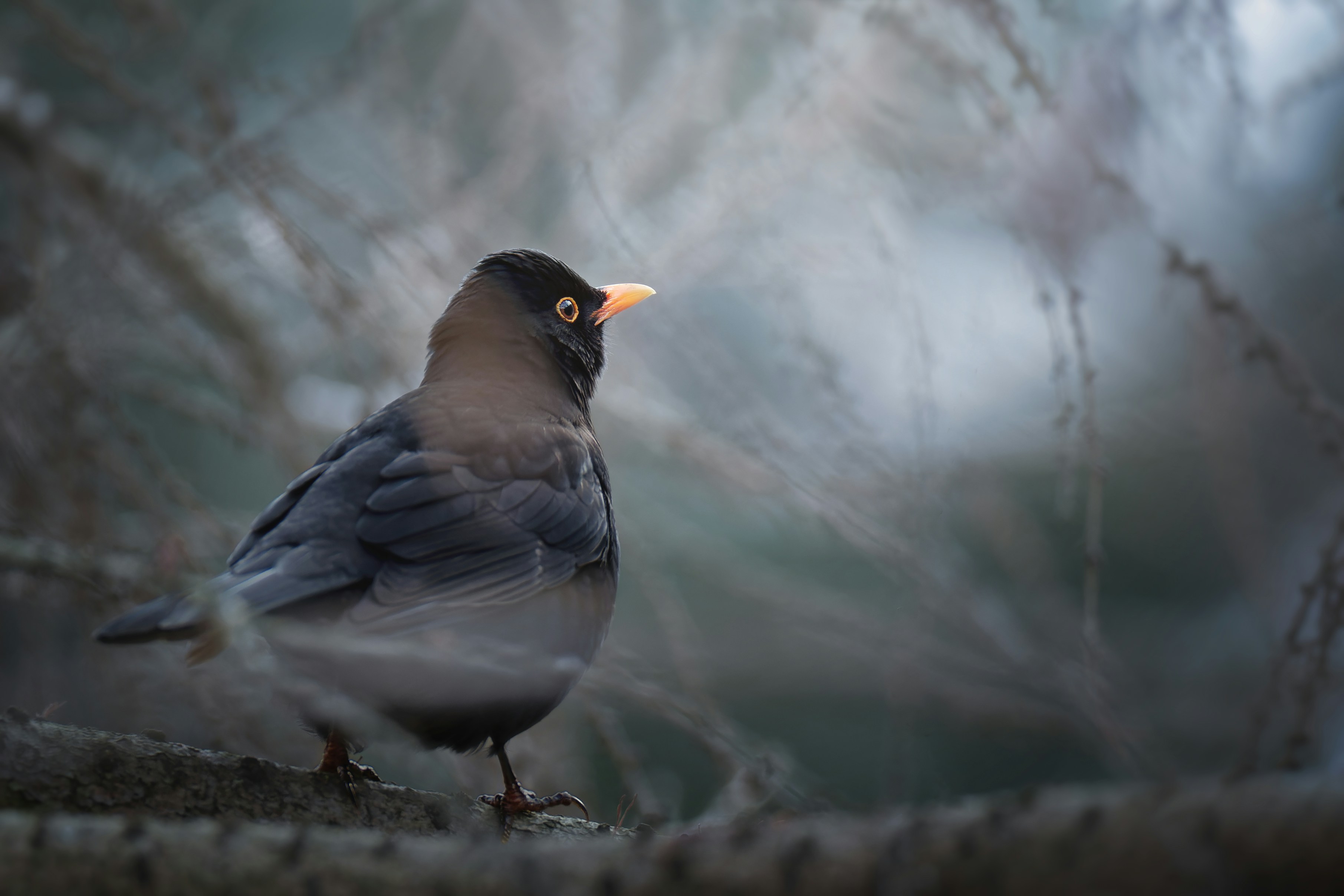 A dark bird perched on a branch, its striking orange beak contrasting with the muted background of blurred foliage. The scene evokes a sense of calm and quiet observation.