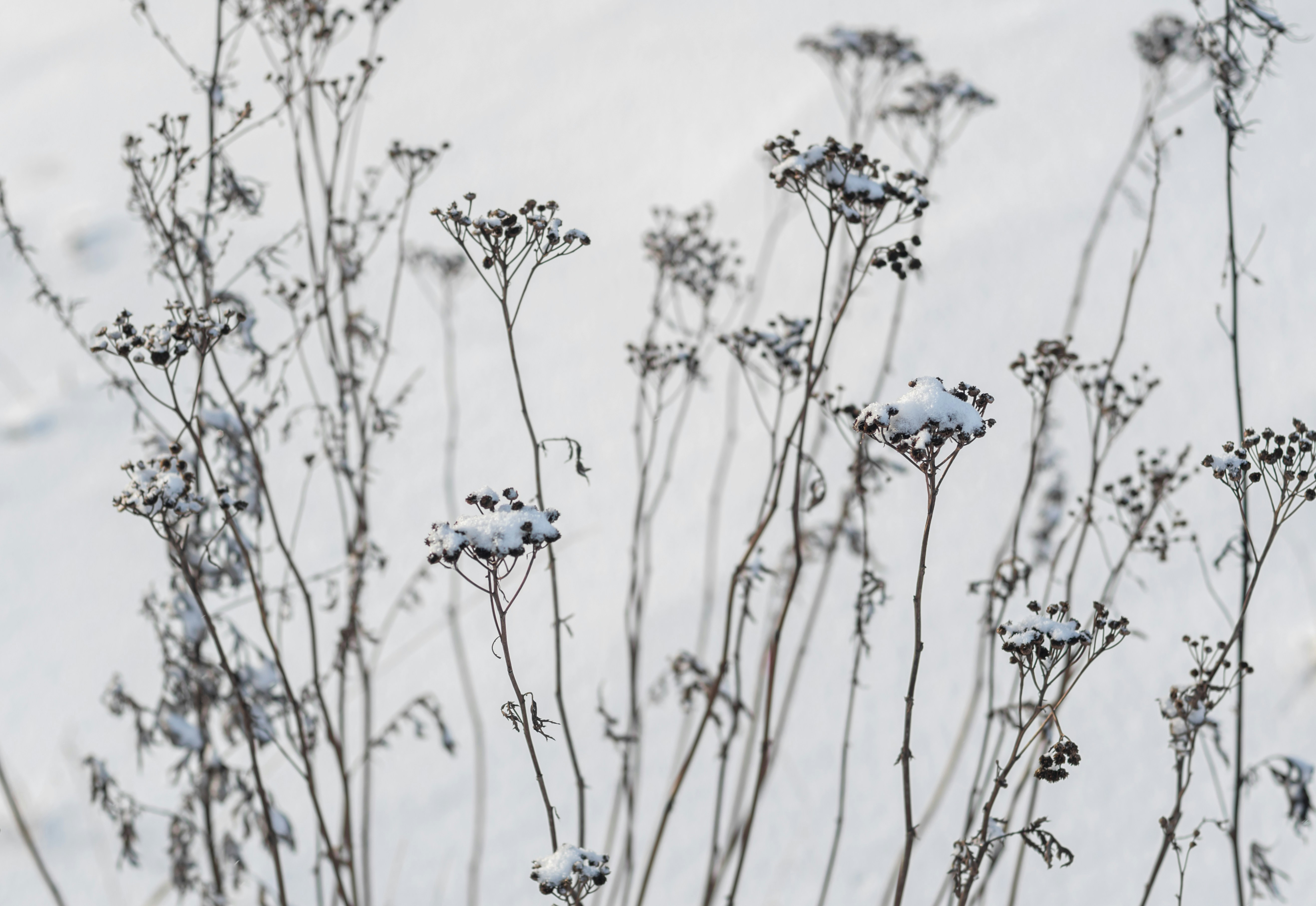 A bunch of plants that are in the snow photo – Free Winter Image on ...