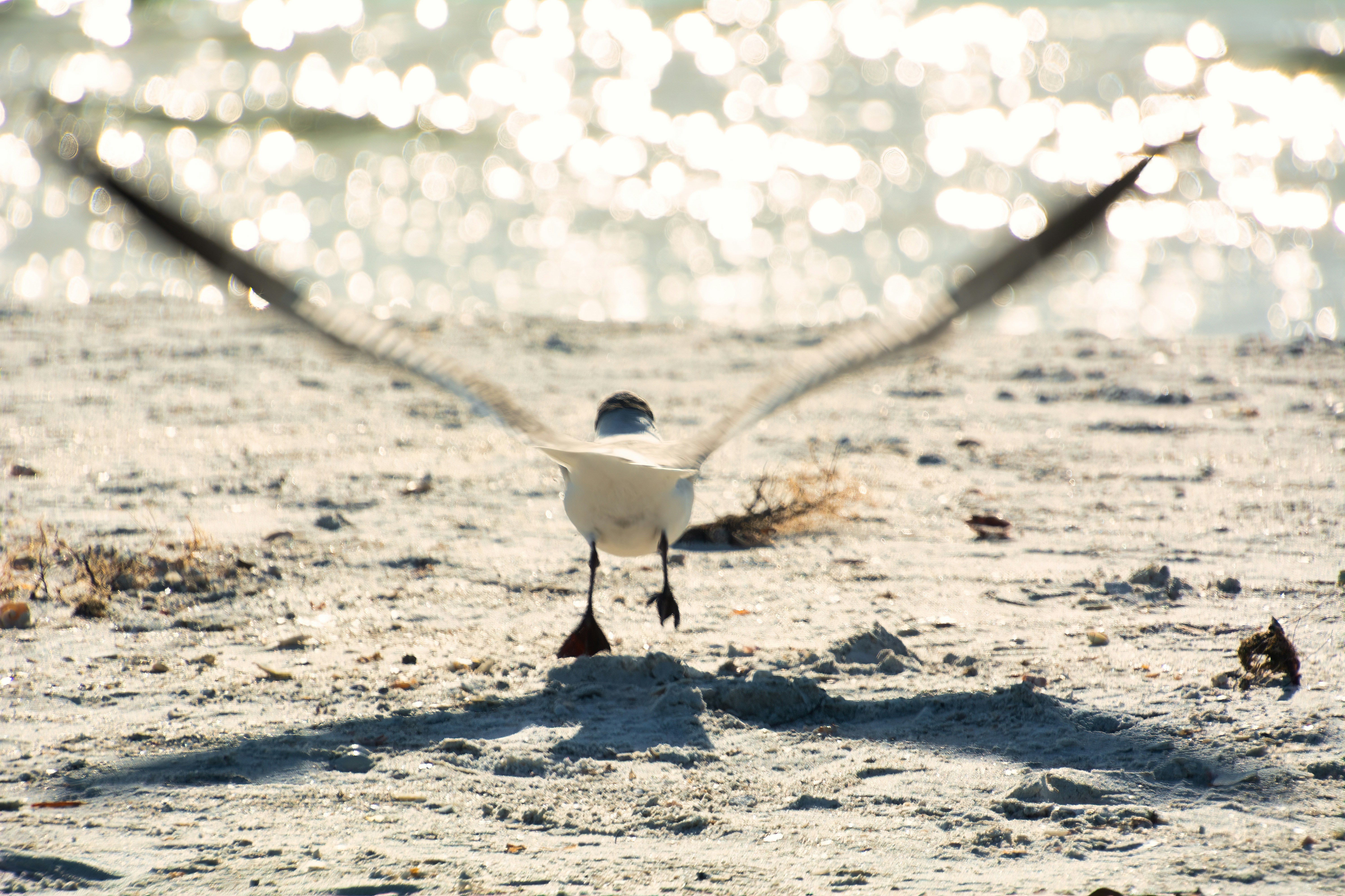a seagull landing on the beach with its wings spread