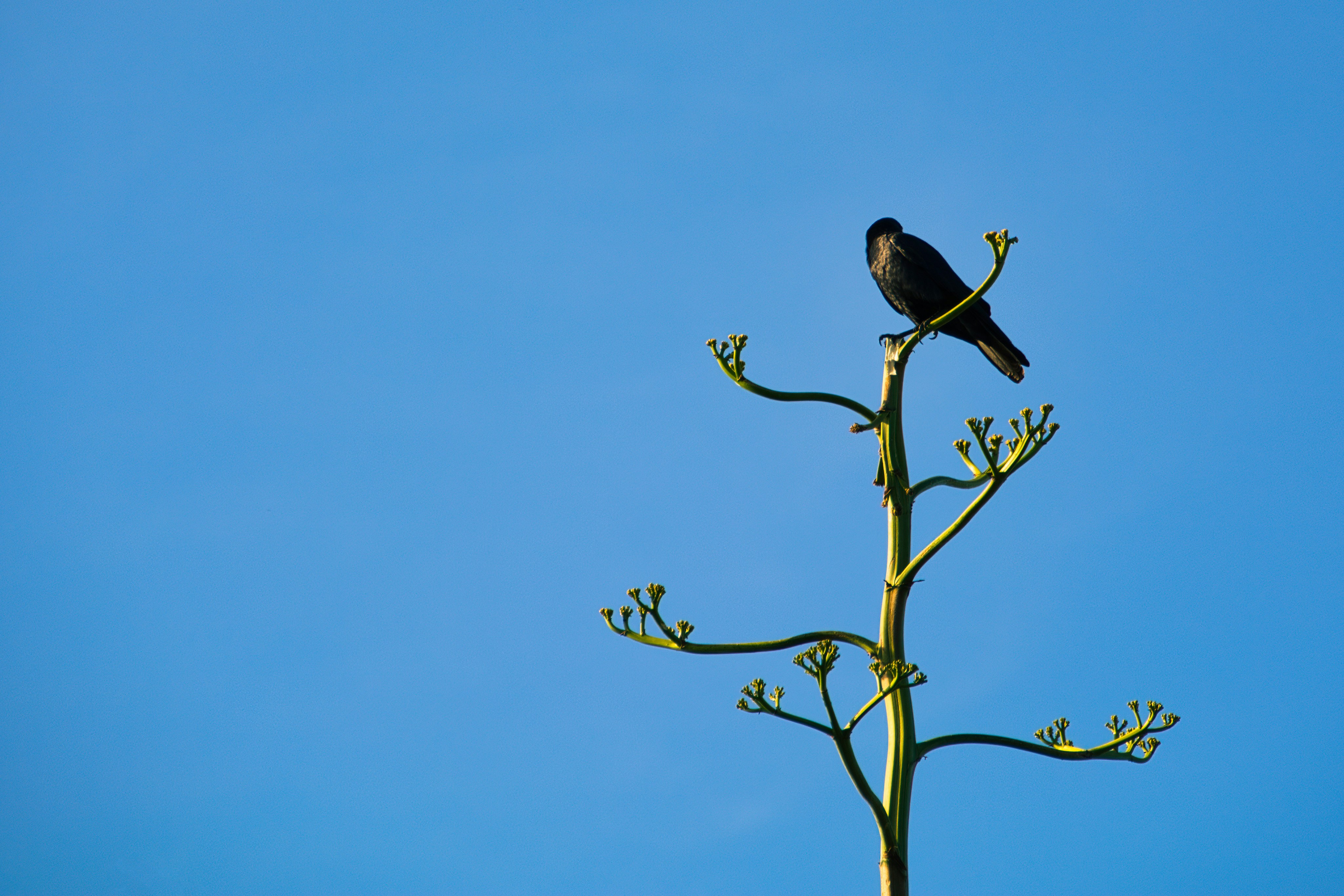 Perch Above the Blue: A solitary hawk atop a bare-branched stalk