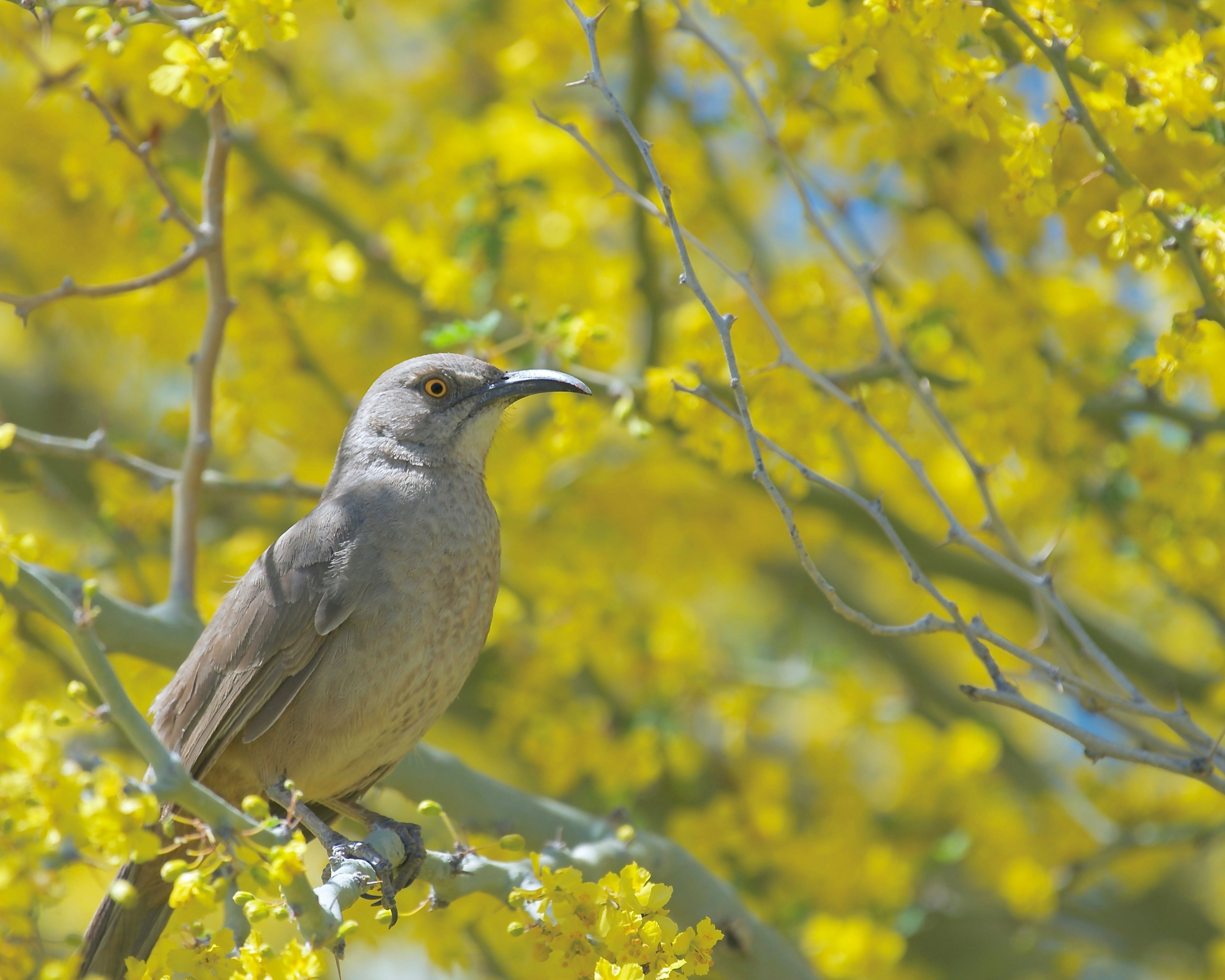 Songbird Amidst Golden Blossoms