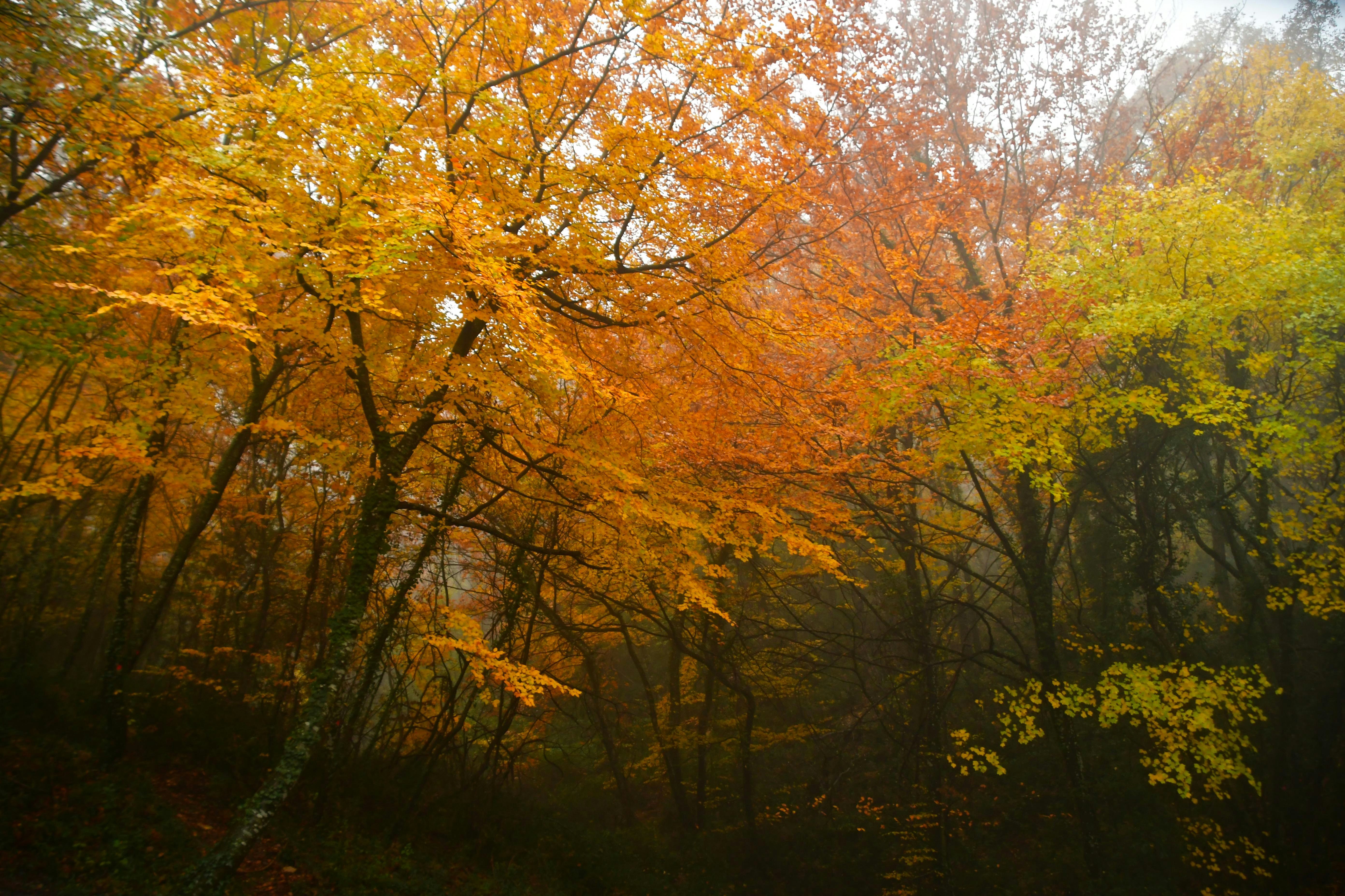 A forest filled with lots of trees covered in fall leaves photo – Free ...