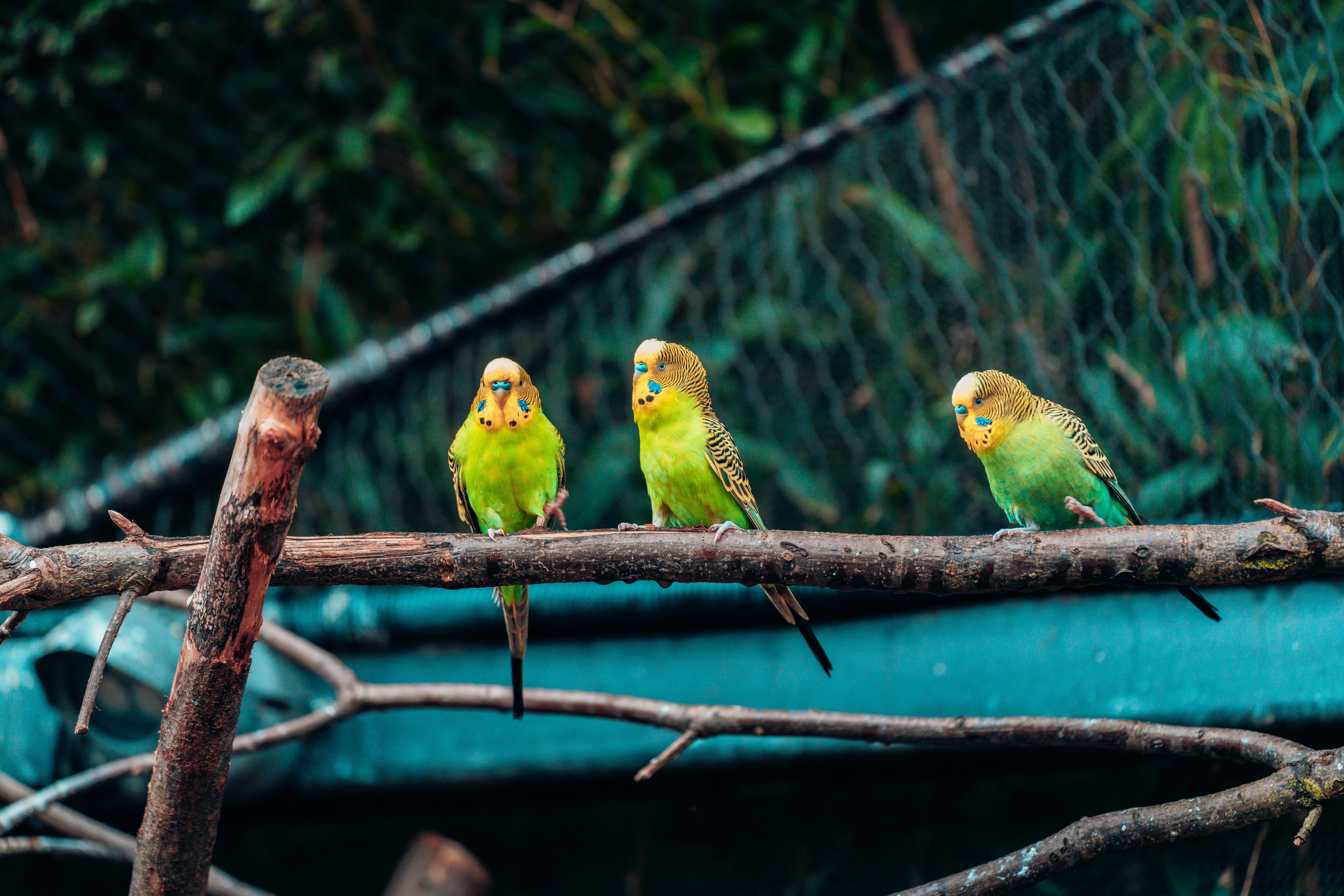 A group of birds sitting on a tree branch photo – Free Zoo Image on ...