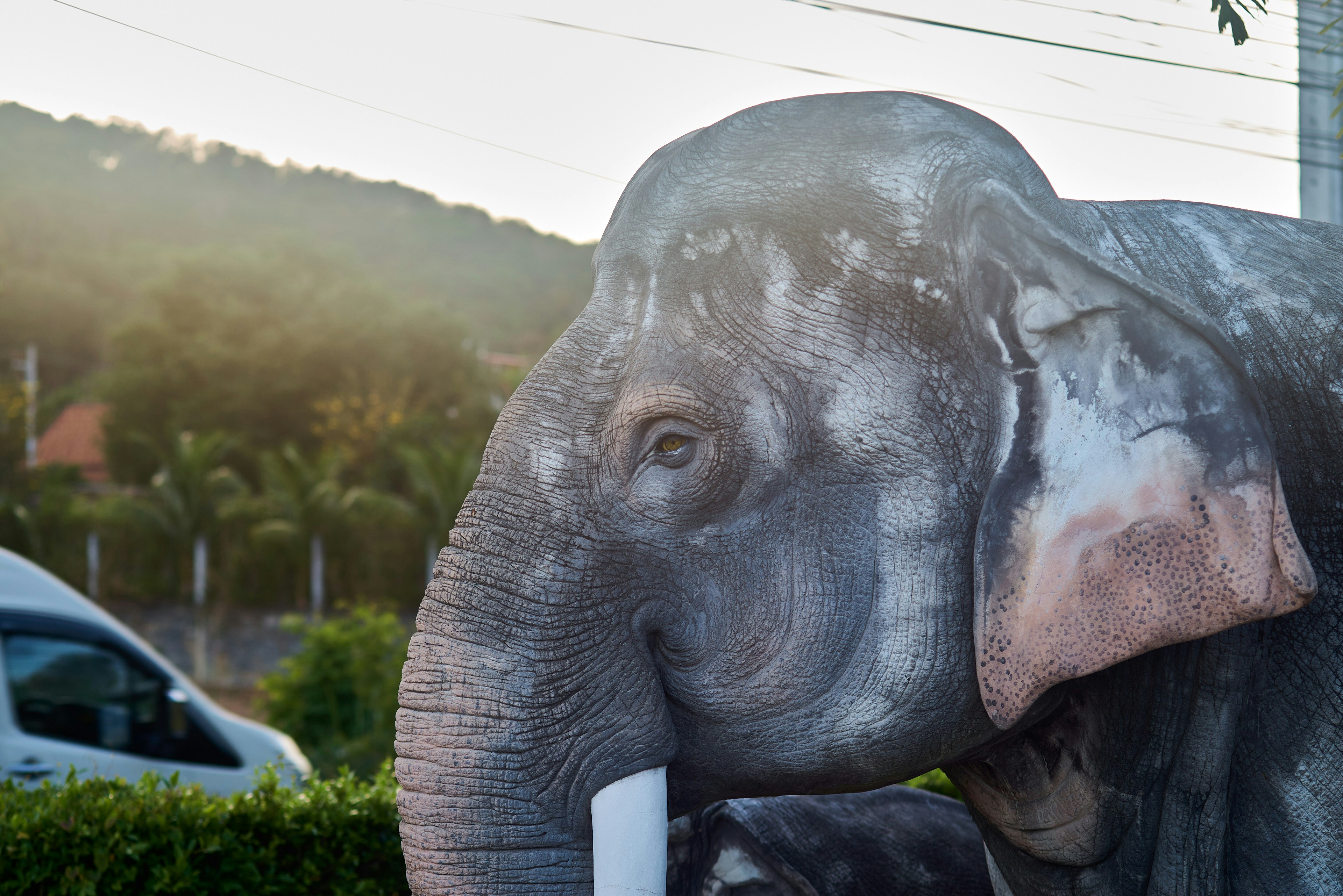 Gentle Giant at Dusk: Trunk Against the Scenic Backdrop