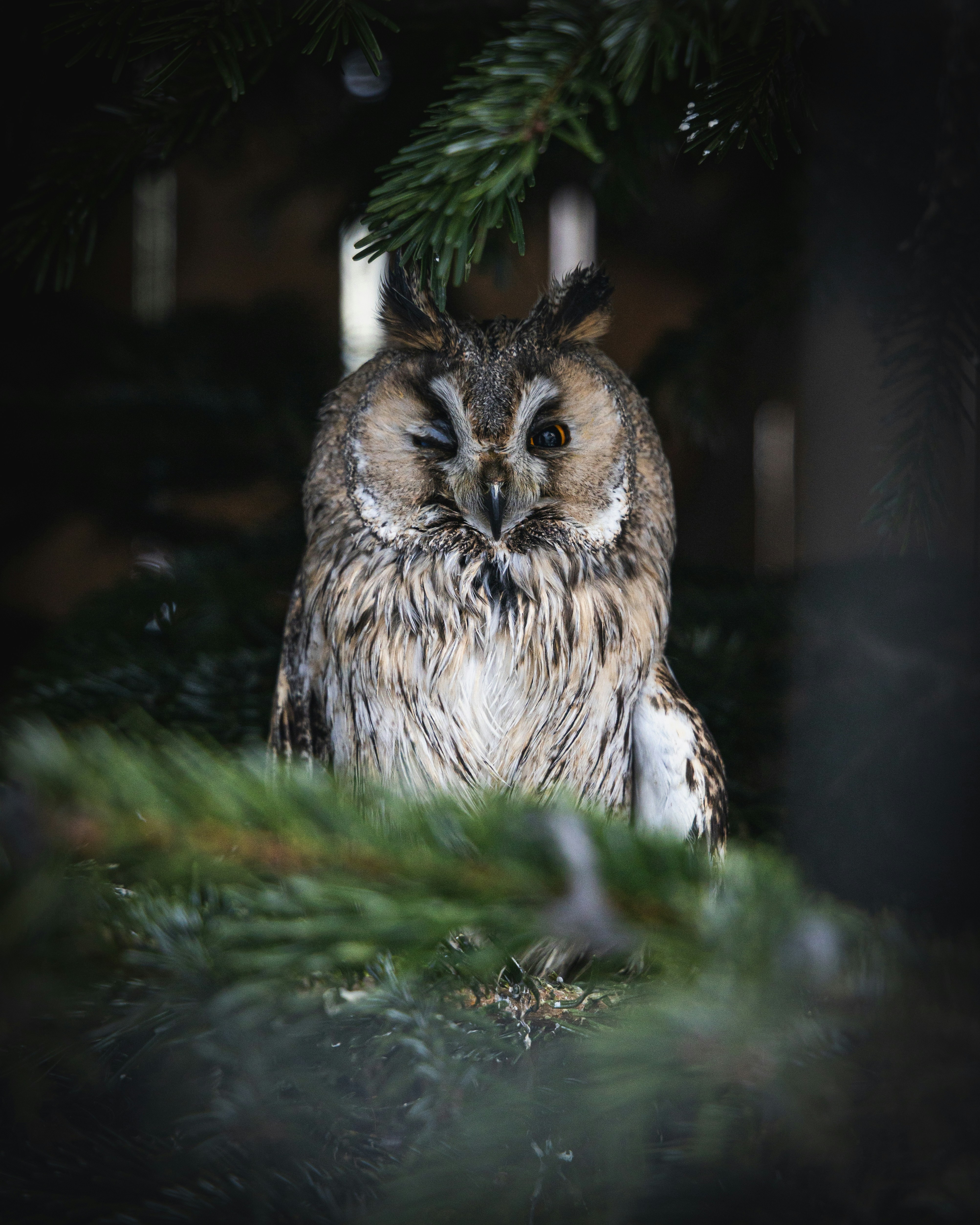 An owl is sitting in a pine tree photo – Free Nature Image on Unsplash
