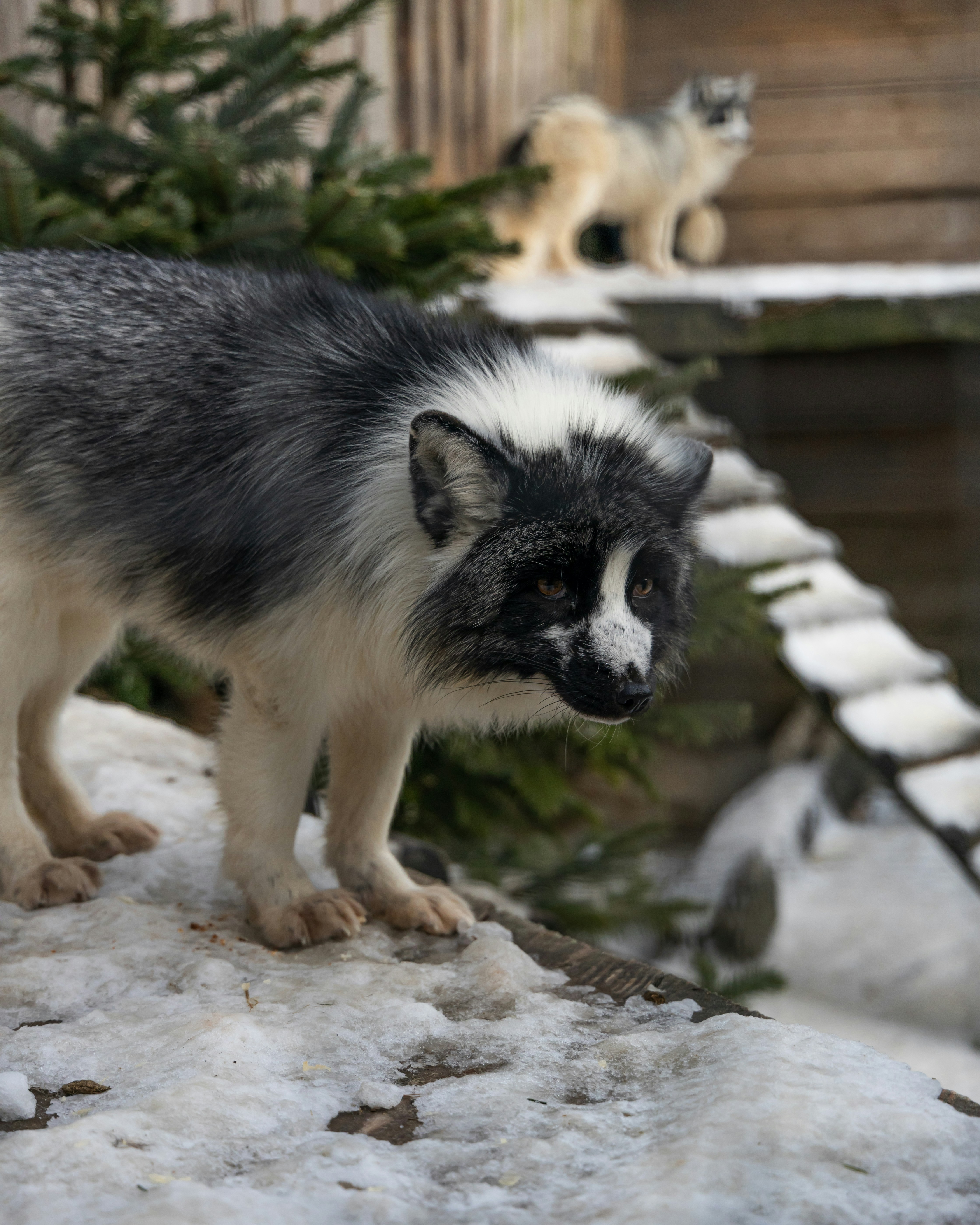Snowbound Sentinel: A Foreground Raccoon Watches the Winter Yard