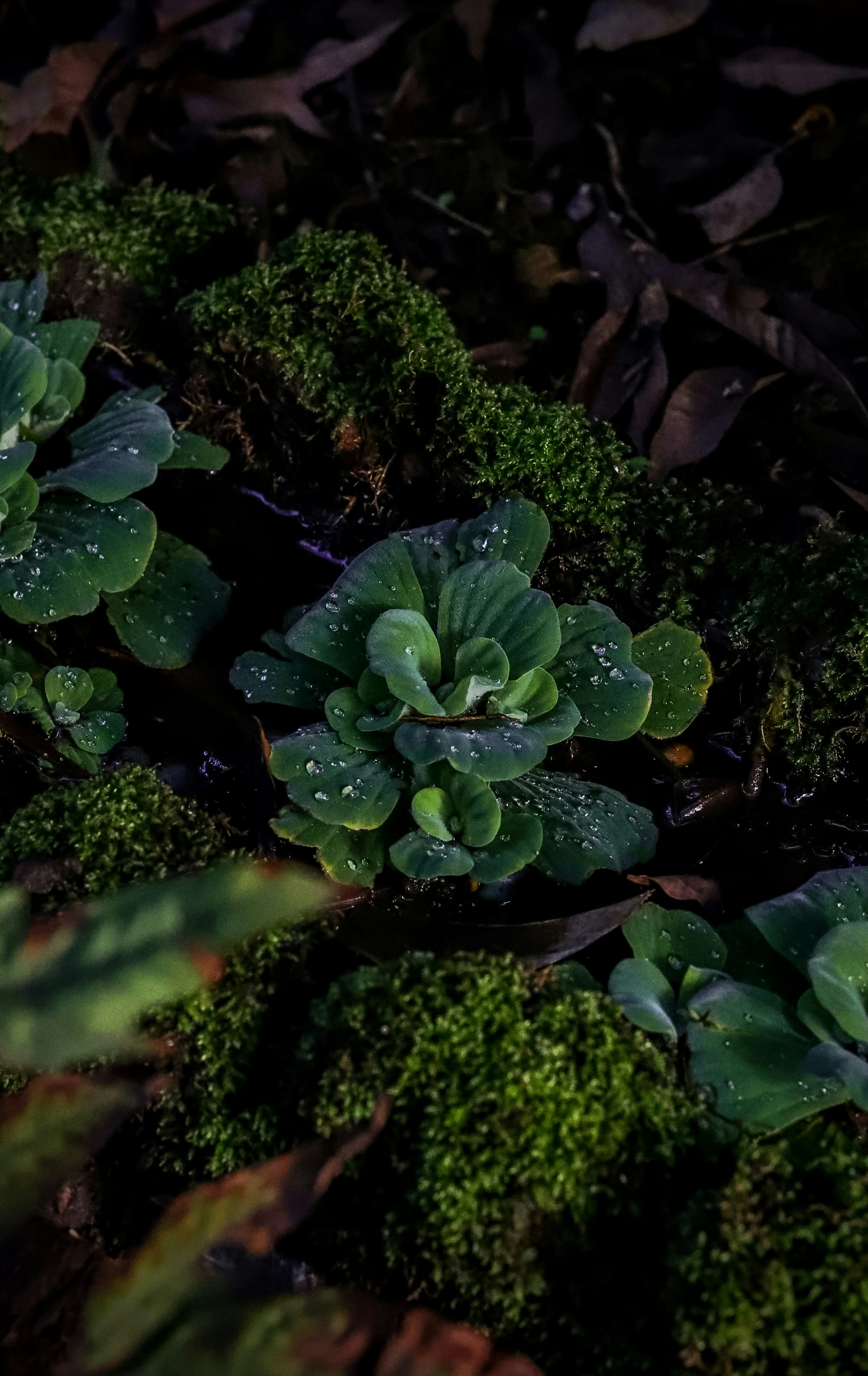 A group of green plants with water droplets on them photo – Free Puerto ...
