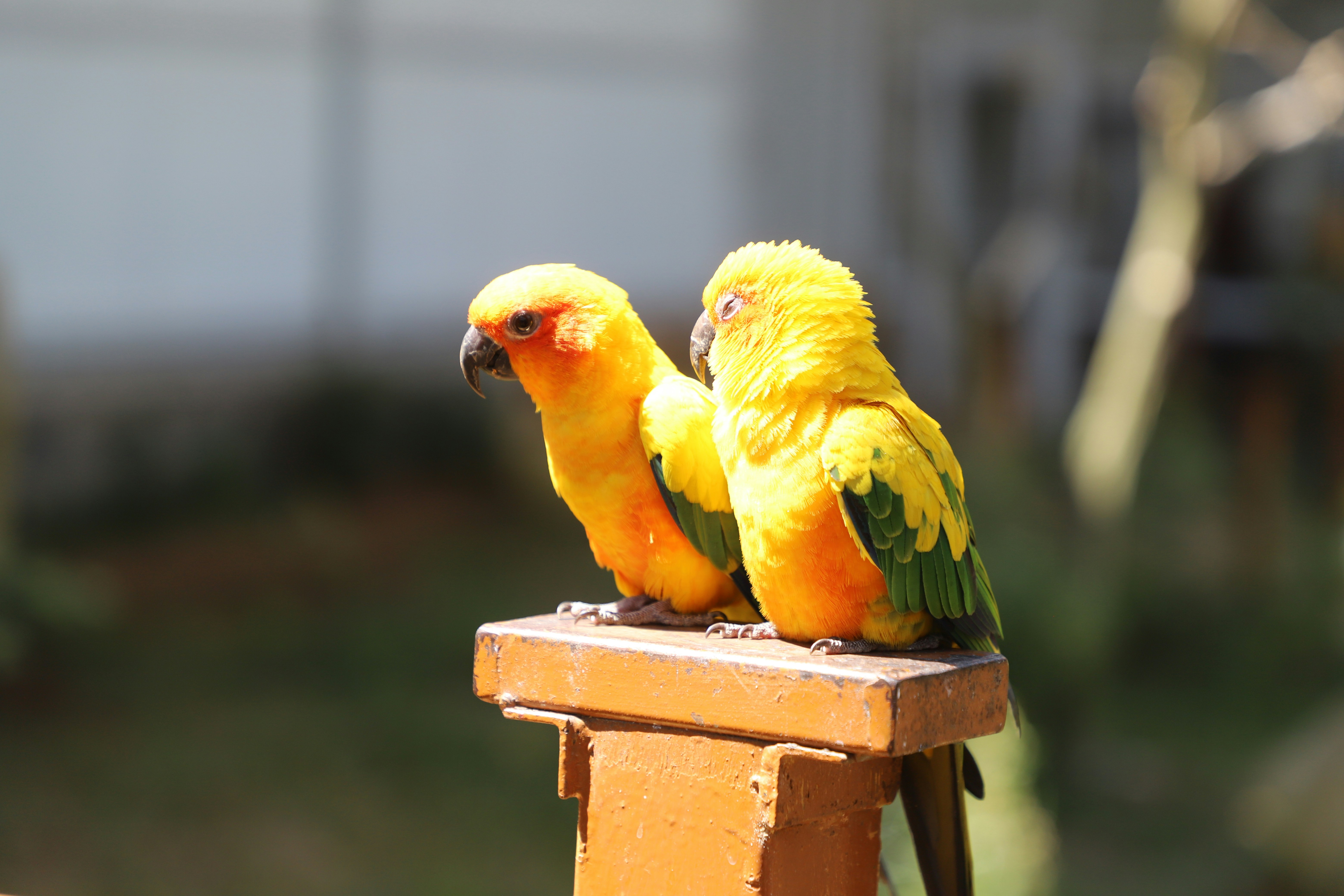A lovebird might be one of the smaller parrot species available as a companion pet, but this bird is inquisitive and seemingly always on the go. As their name suggests, lovebirds are known for the loving, attentive bond they tend to form with their mates.