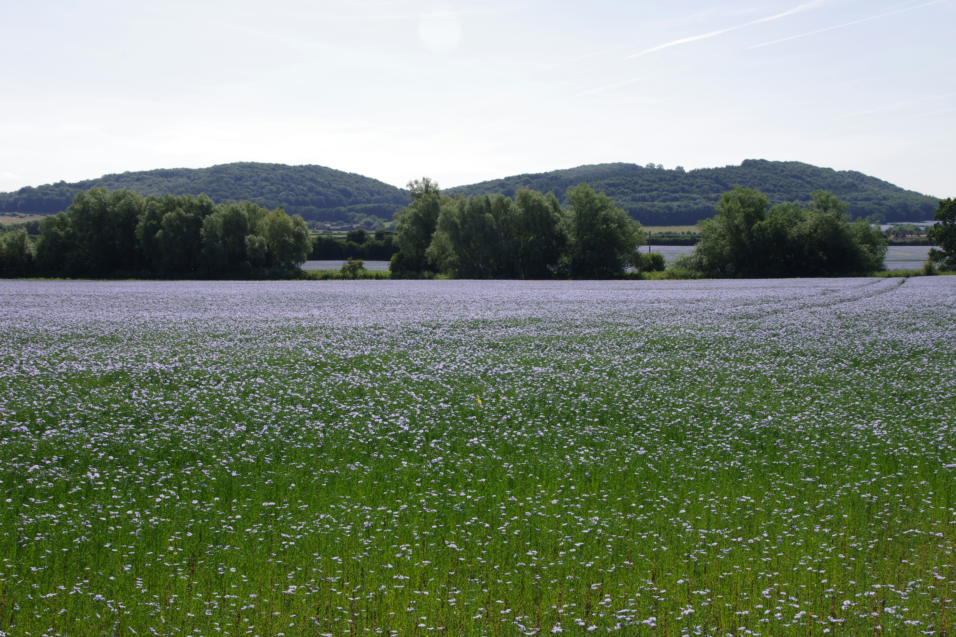 Vast lavender field stretches towards distant hills under a clear sky.