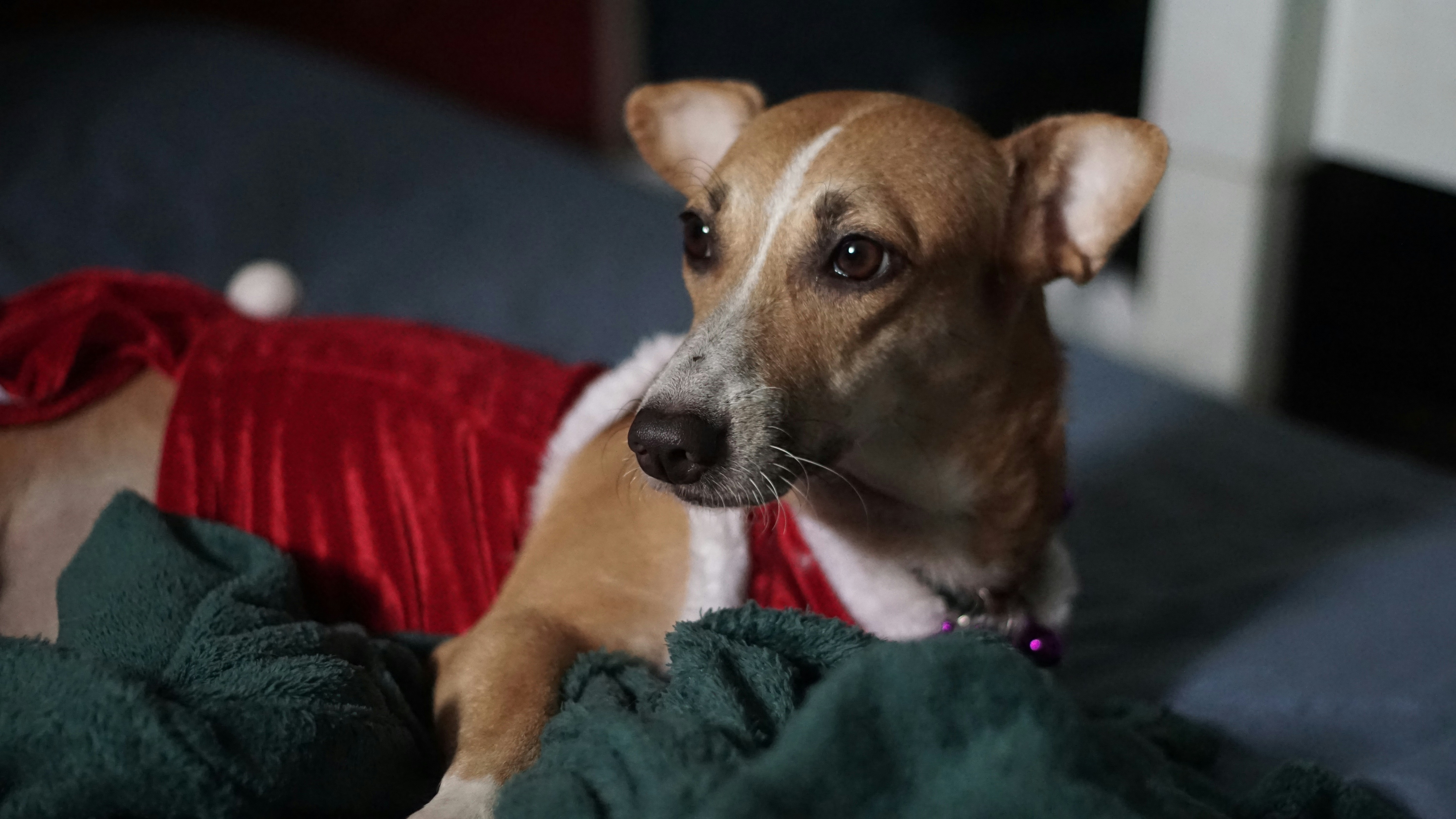 Cozy Gaze on Velvet Greens: A Quiet Terrier Resting Among Plush Throws