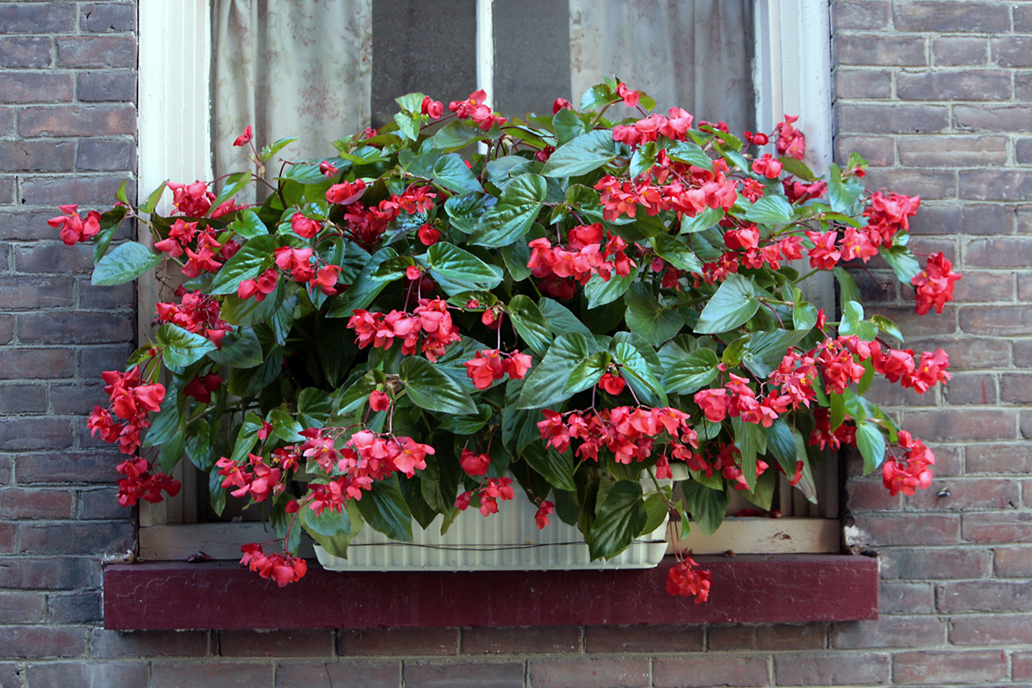Vibrant red flowers cascade from a window box against a brick wall.