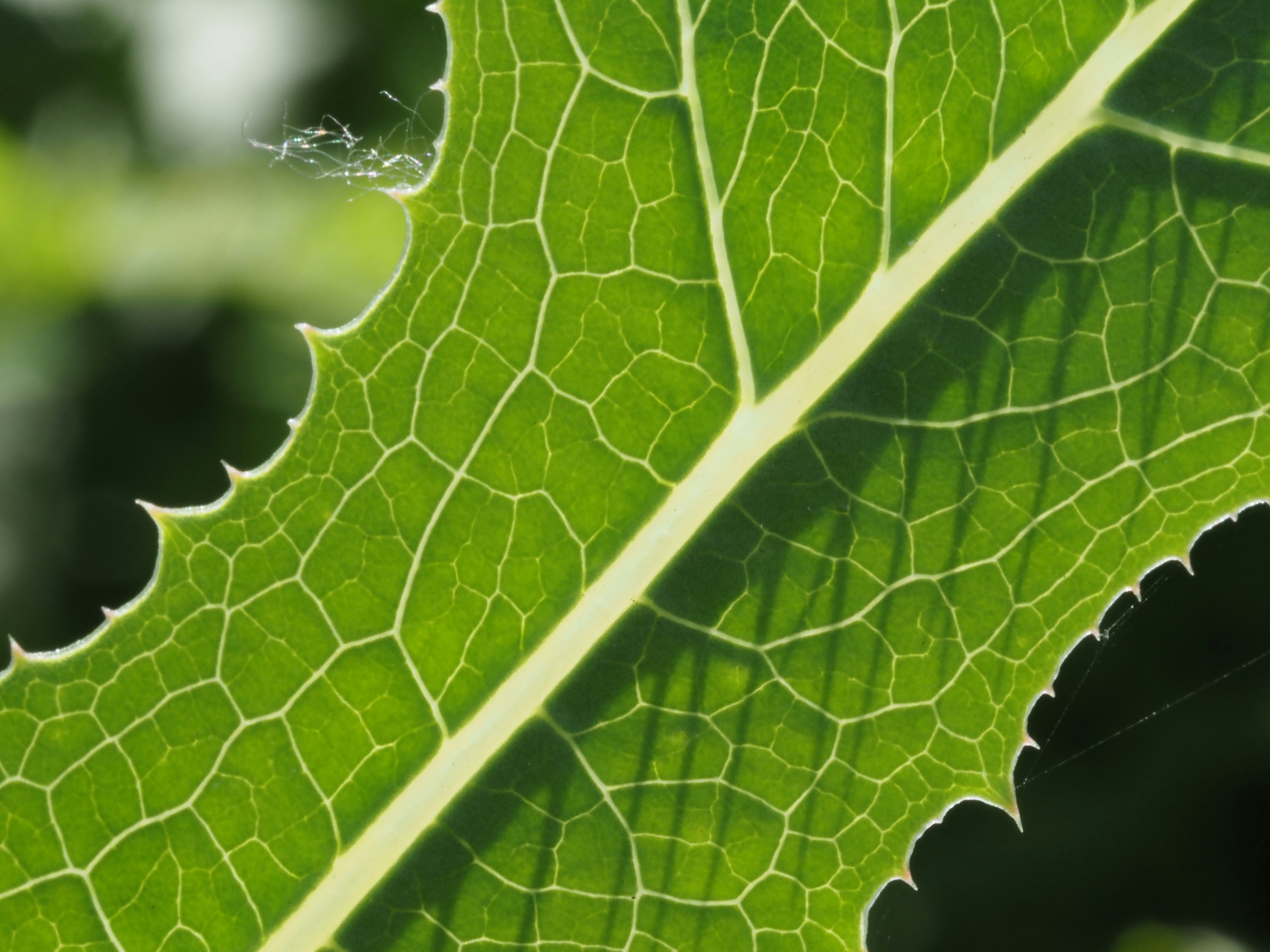 A close up of a large green leaf photo – Free Background Image on Unsplash