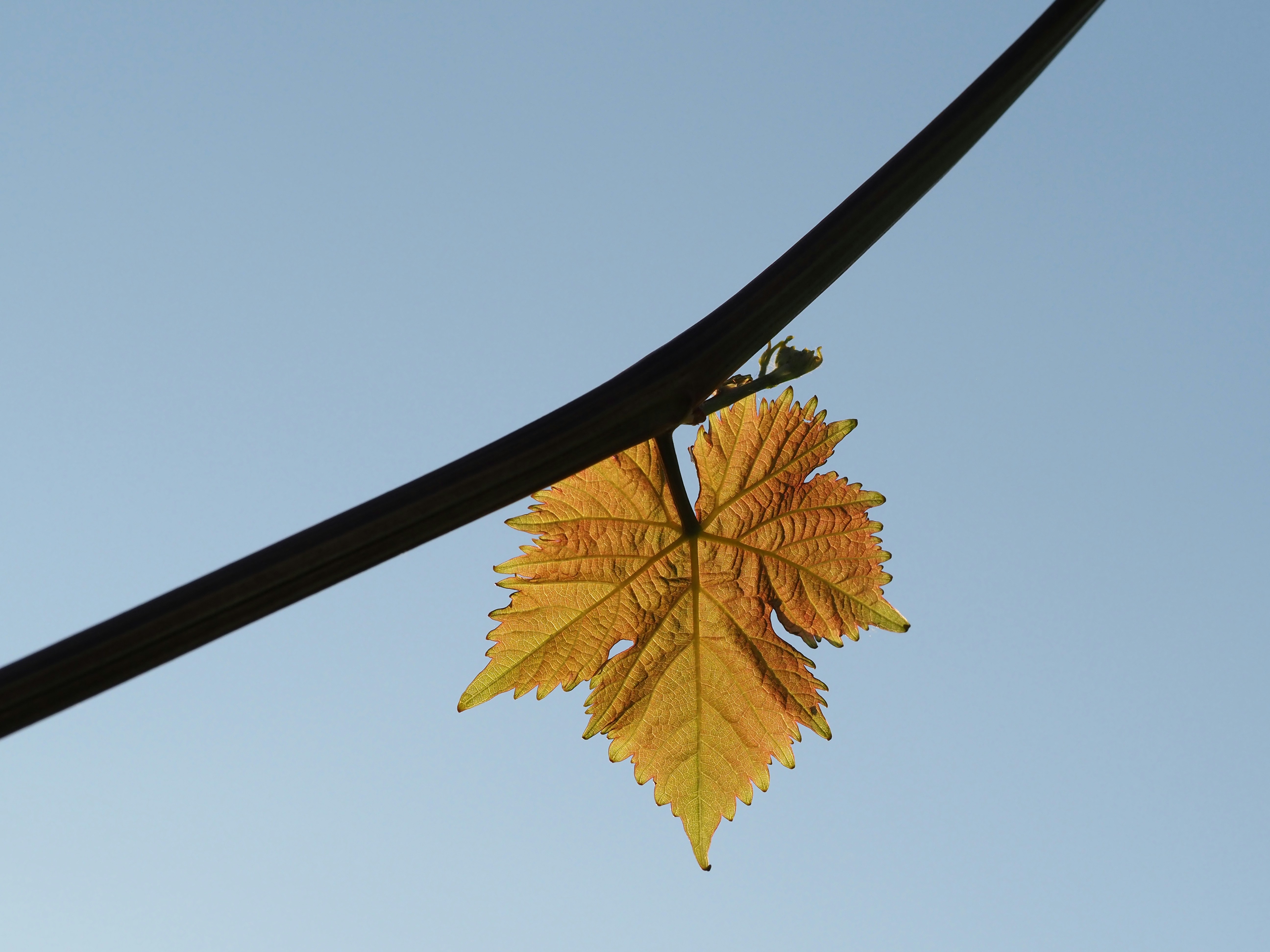 Single autumn leaf tethered to a thin vine against a clear blue sky