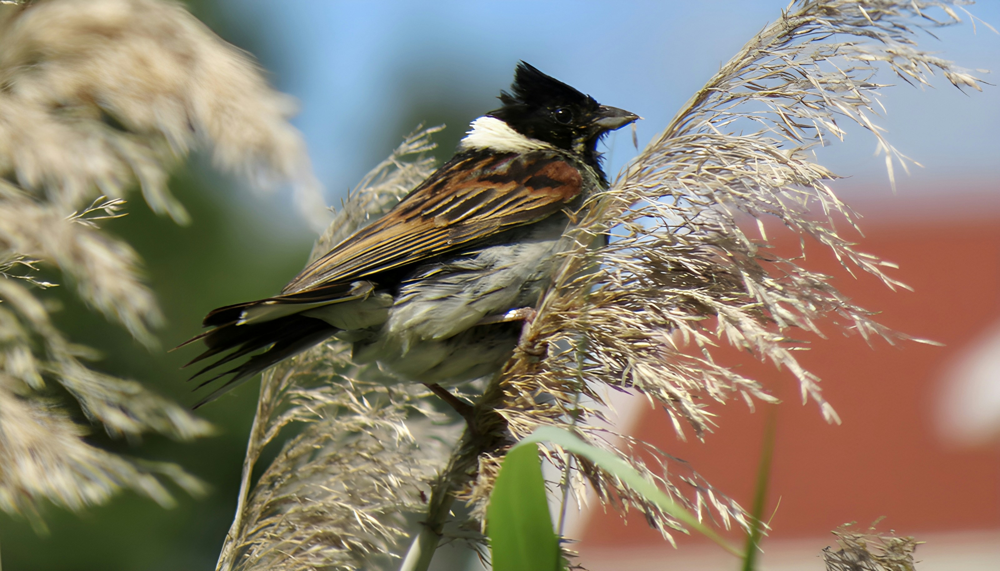 Small passerine with a dark cap perched on feathery reed stalks against a softly blurred background.