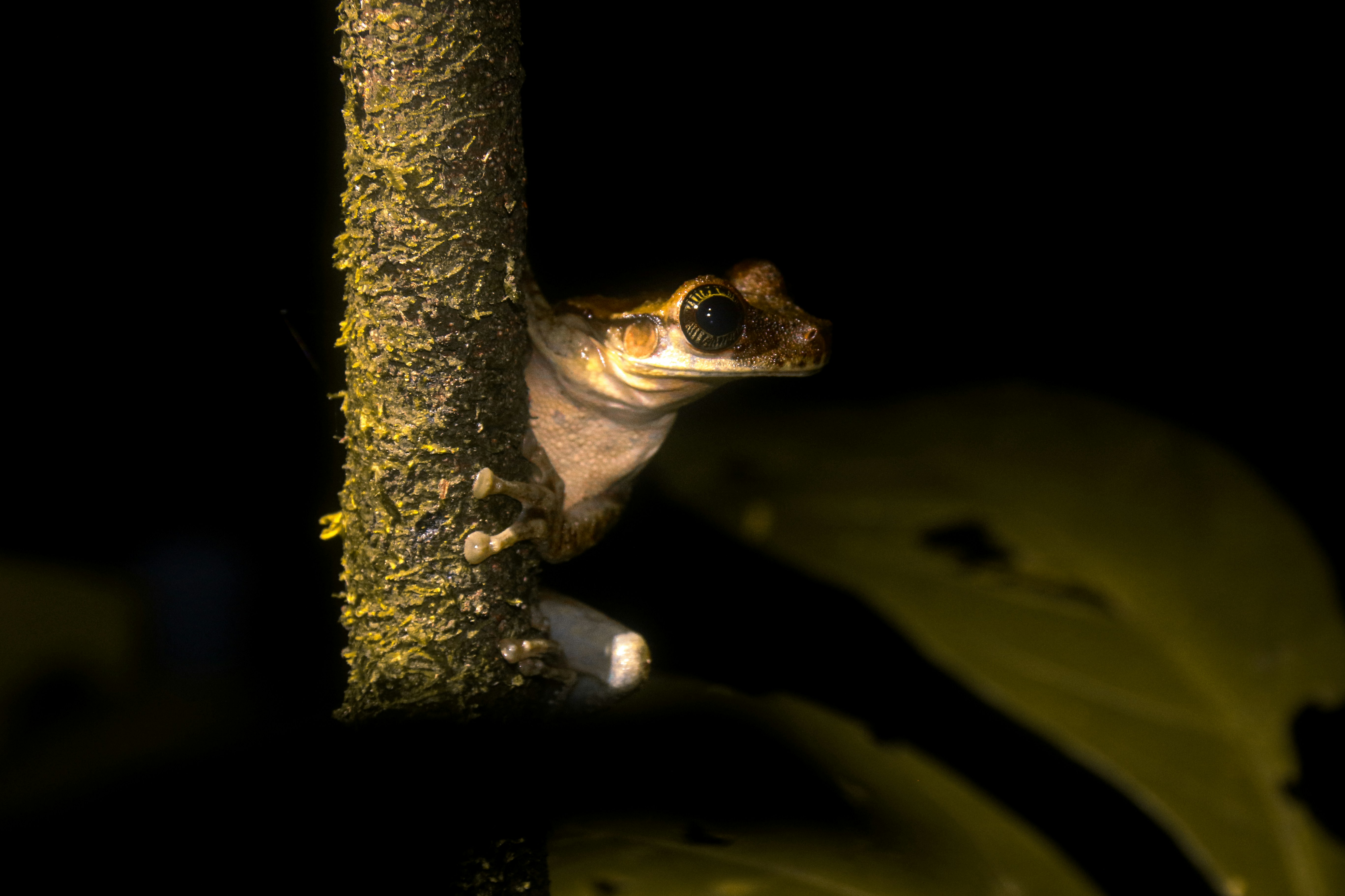 Night Camouflage: Tree Frog Emerges from the Darkness