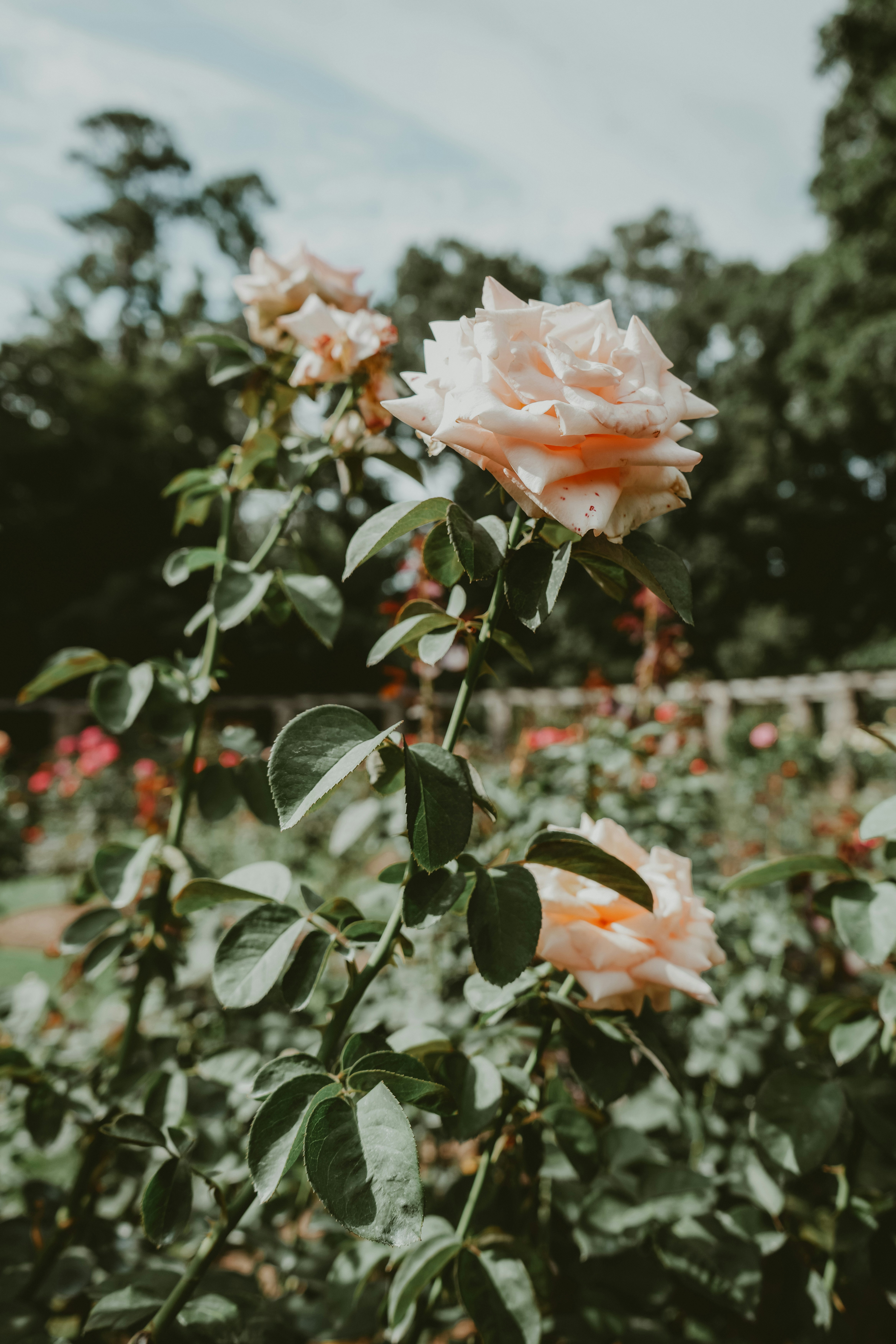 Whispers of a Rose Garden