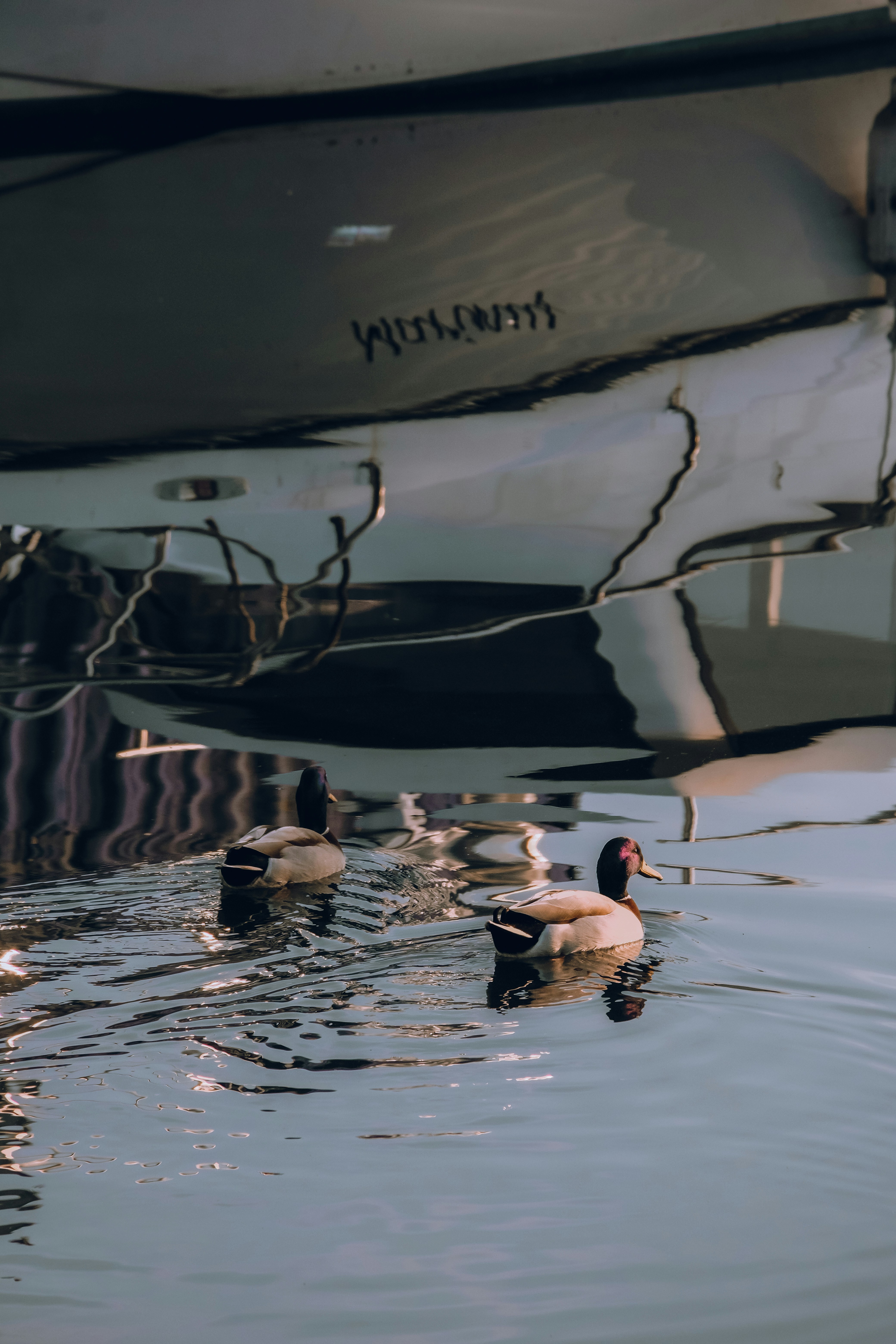 Reflections Beneath the Hull: A Duo of Mallards on Quiet Water