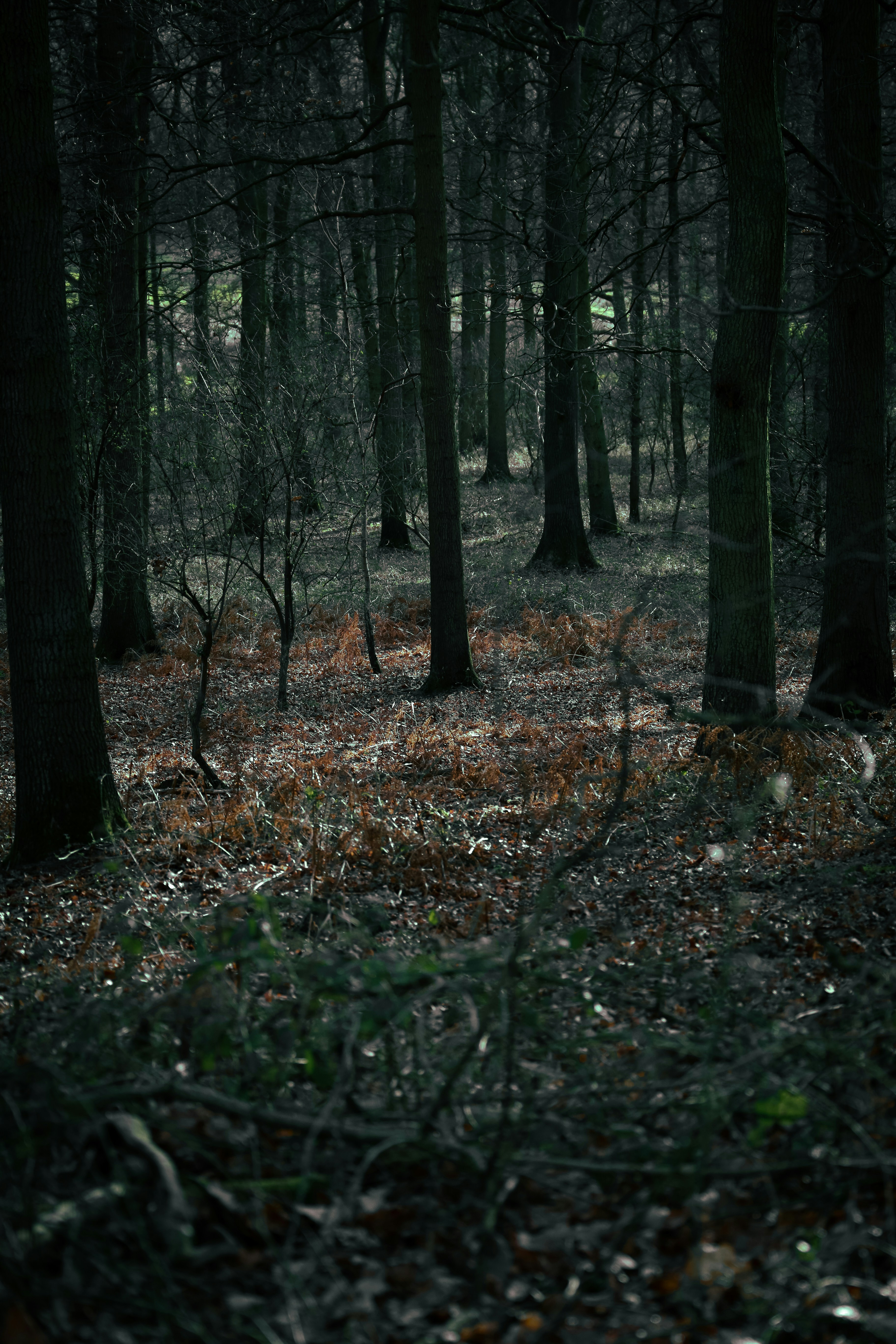 Dark Forest Tumblr