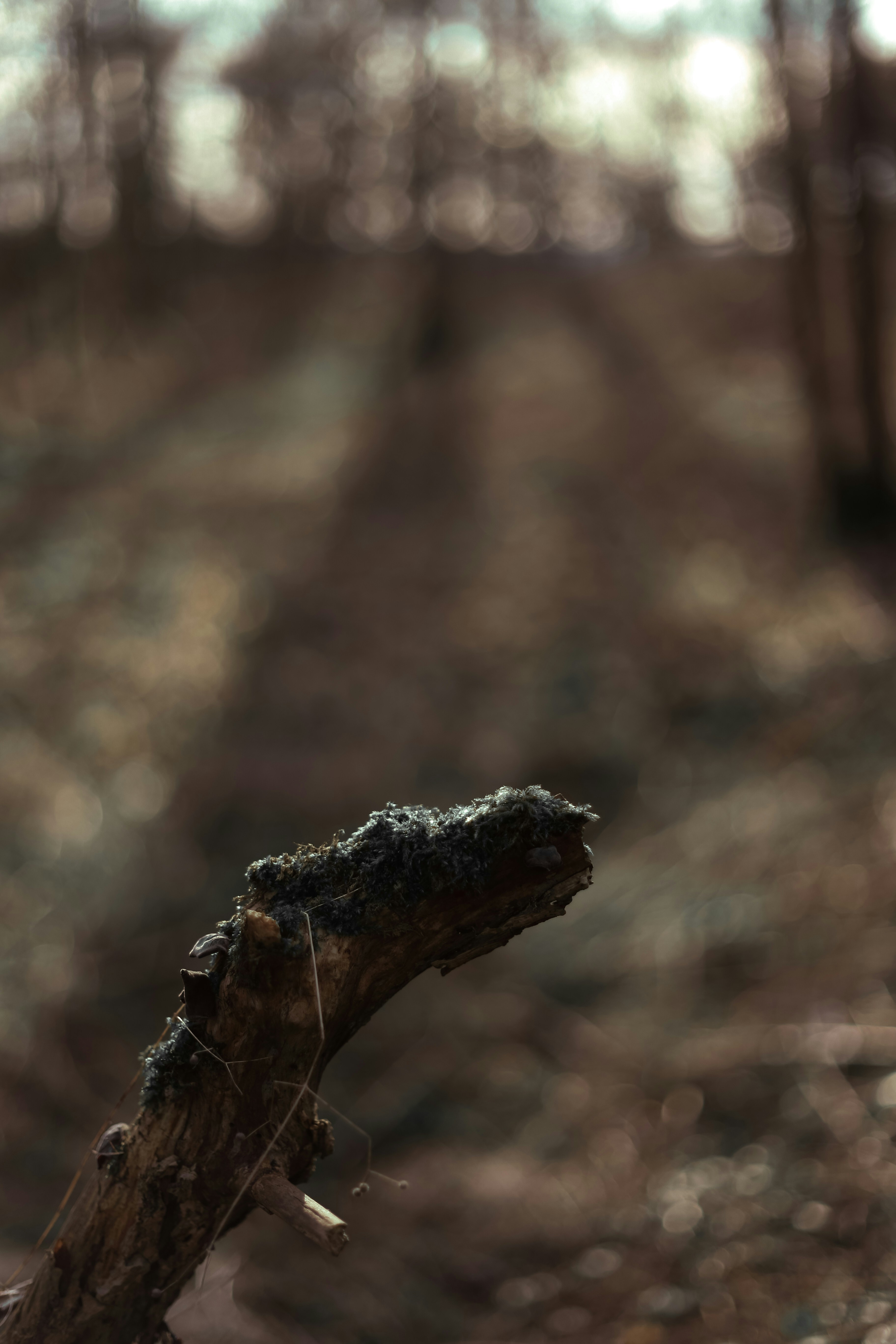 Whispers of Moss: A Weathered Branch Reaches Across a Soft-Focus Woodland Path