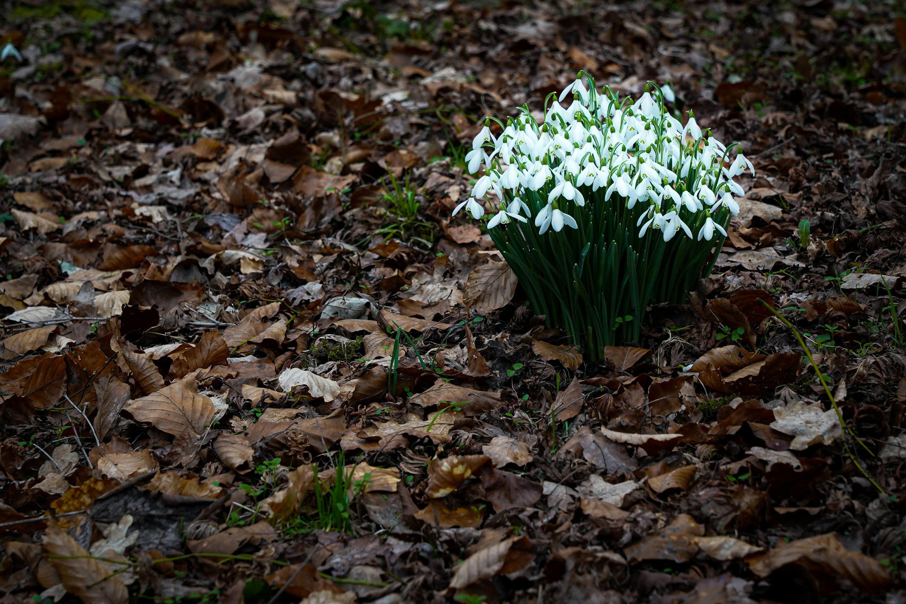 Snowdrops Piercing the Leaf-Litter: A Quiet Forest Bloom