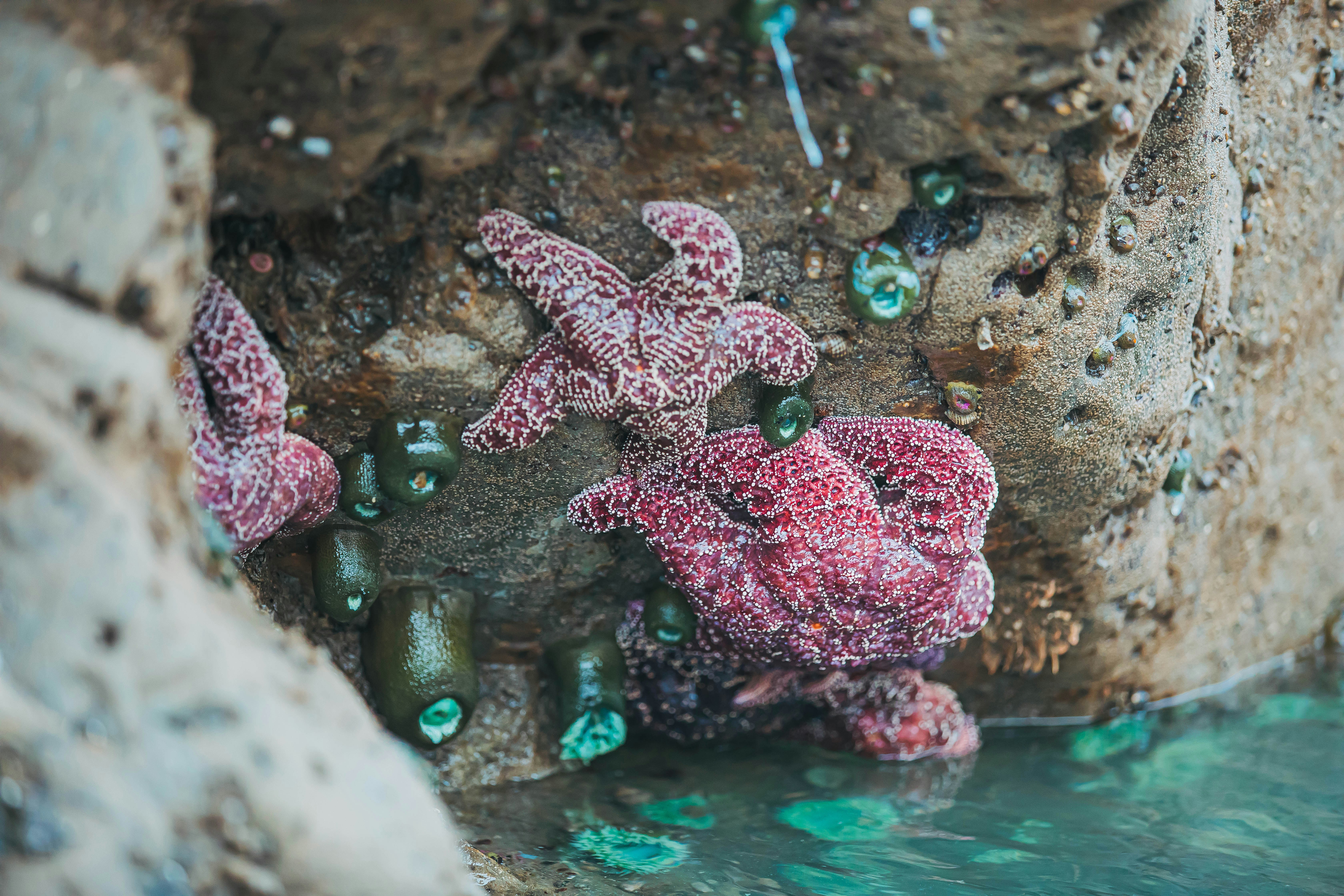 A few sea stars cling to a boulder on the coast in Washington State.